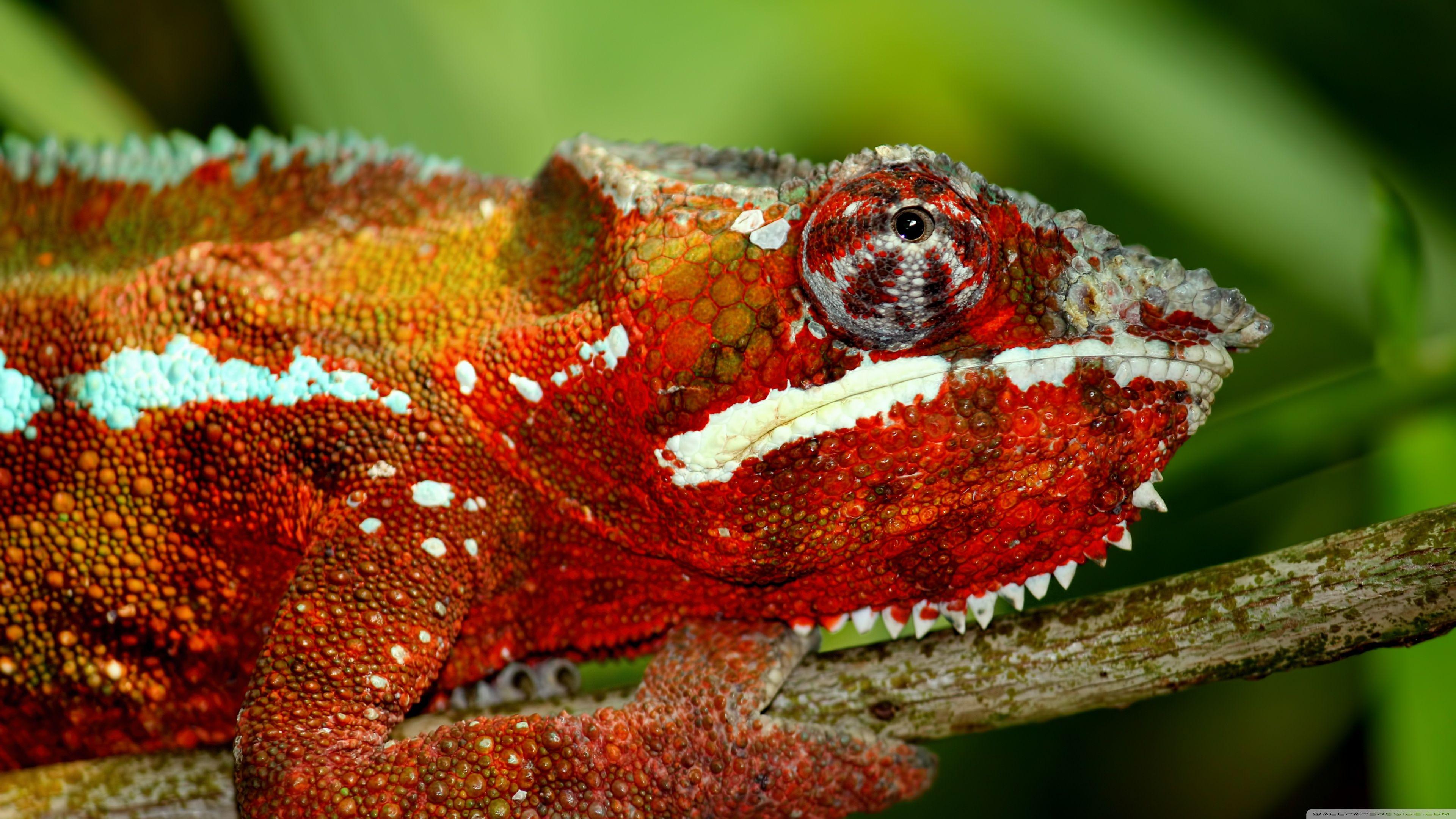 4K Chameleon Wallpapers - Top Free 4K Chameleon Backgrounds ...