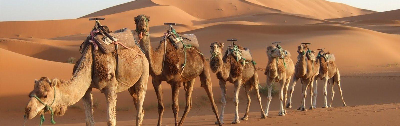 Camel HD Wallpapers - Top Free Camel HD Backgrounds - WallpaperAccess