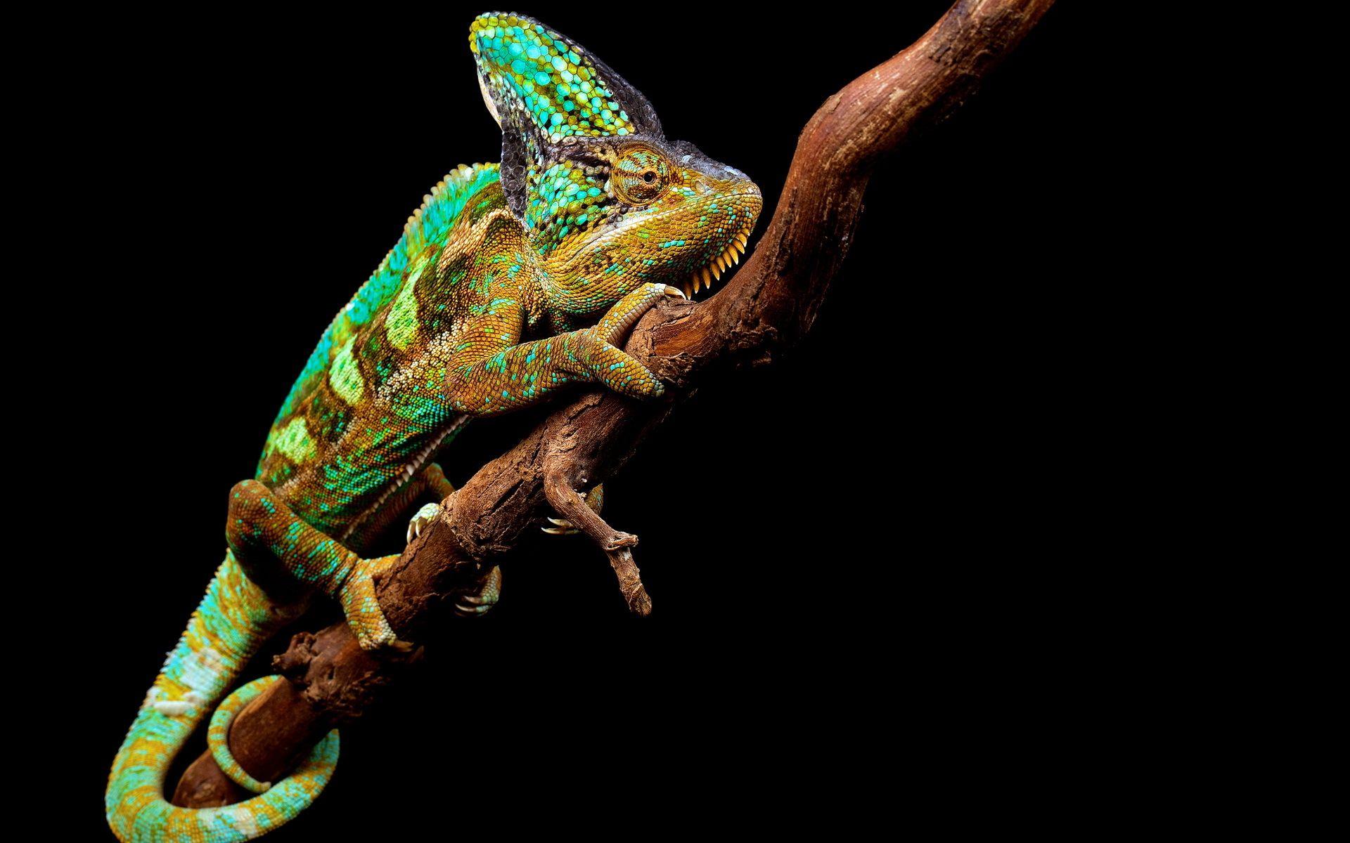 Colorful Chameleon Wallpapers - Top Free Colorful Chameleon Backgrounds ...