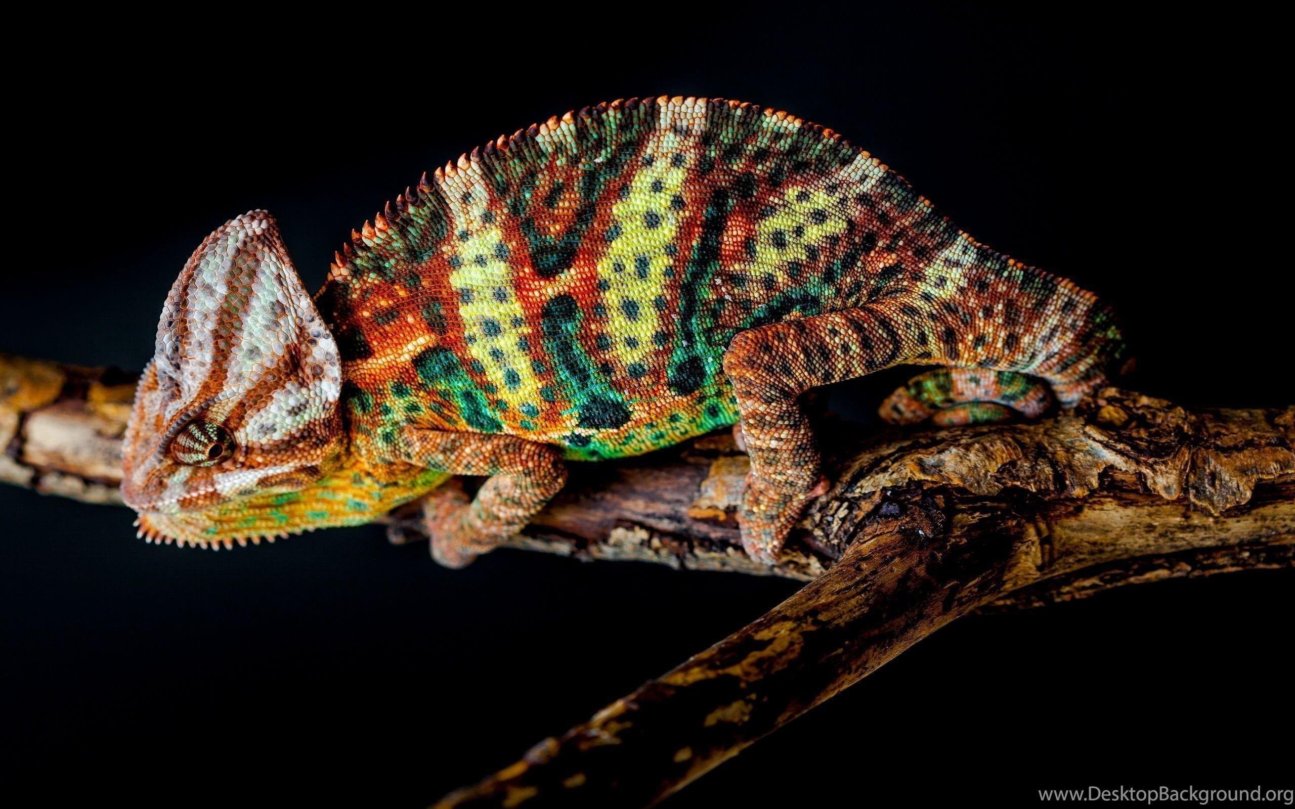 Chameleon Desktop Wallpapers - Top Free Chameleon Desktop Backgrounds ...