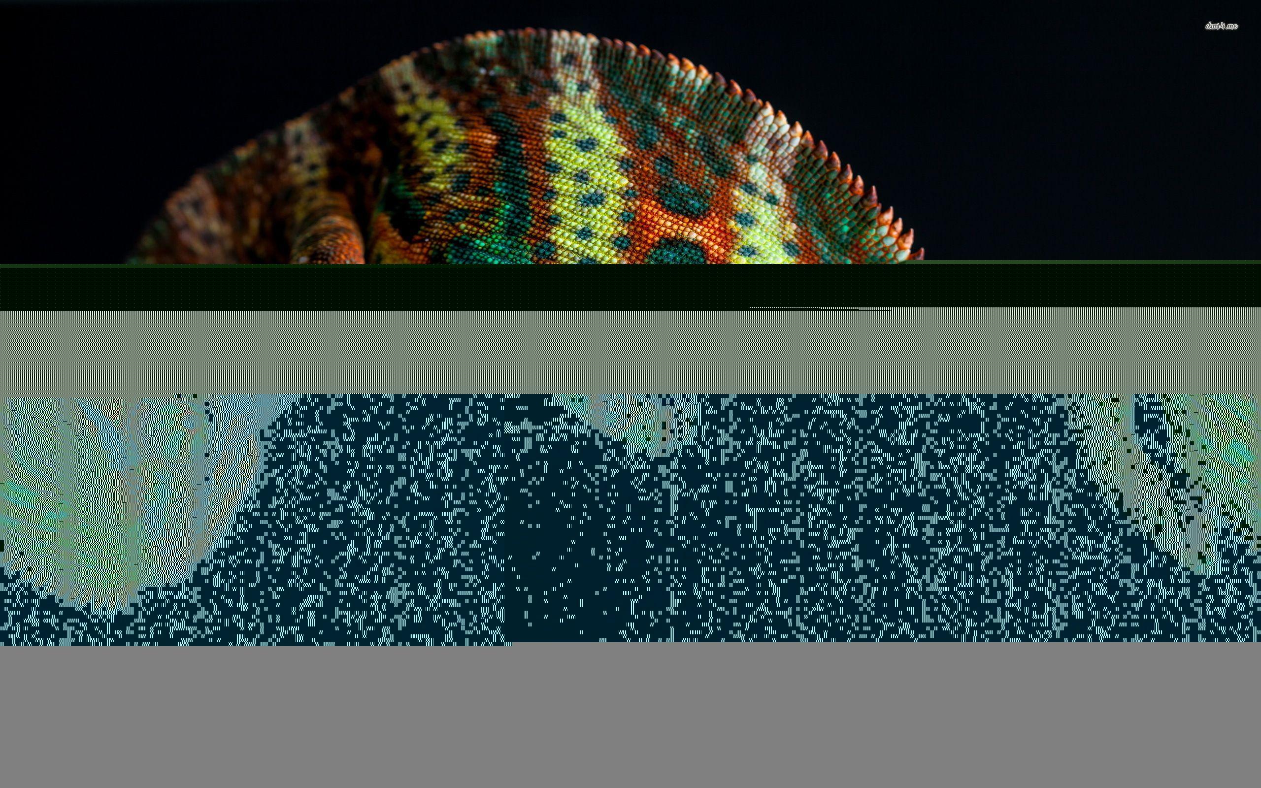 Colorful Chameleon Wallpapers - Top Free Colorful Chameleon Backgrounds ...