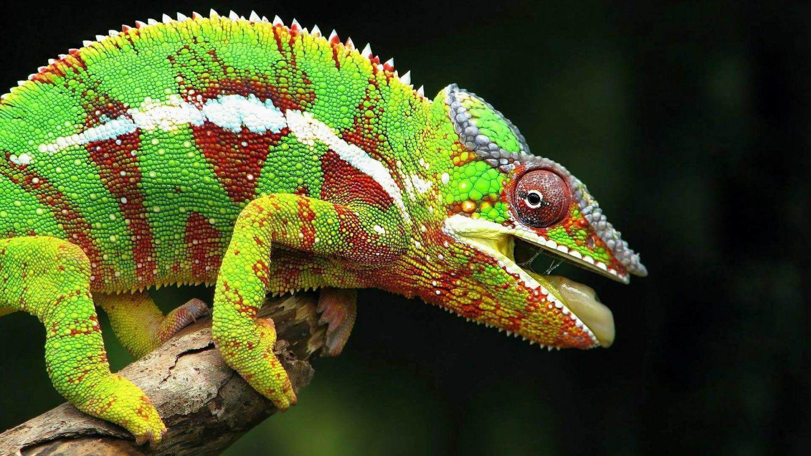 Chameleon Desktop Wallpapers - Top Free Chameleon Desktop Backgrounds ...