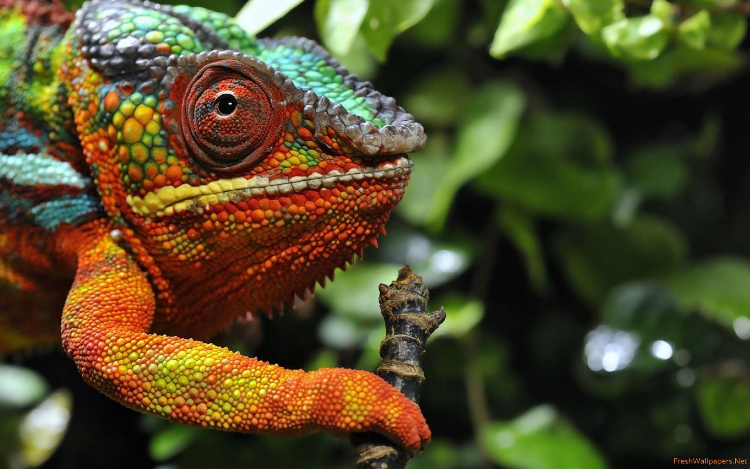 Colorful Chameleon Wallpapers - Top Free Colorful Chameleon Backgrounds ...