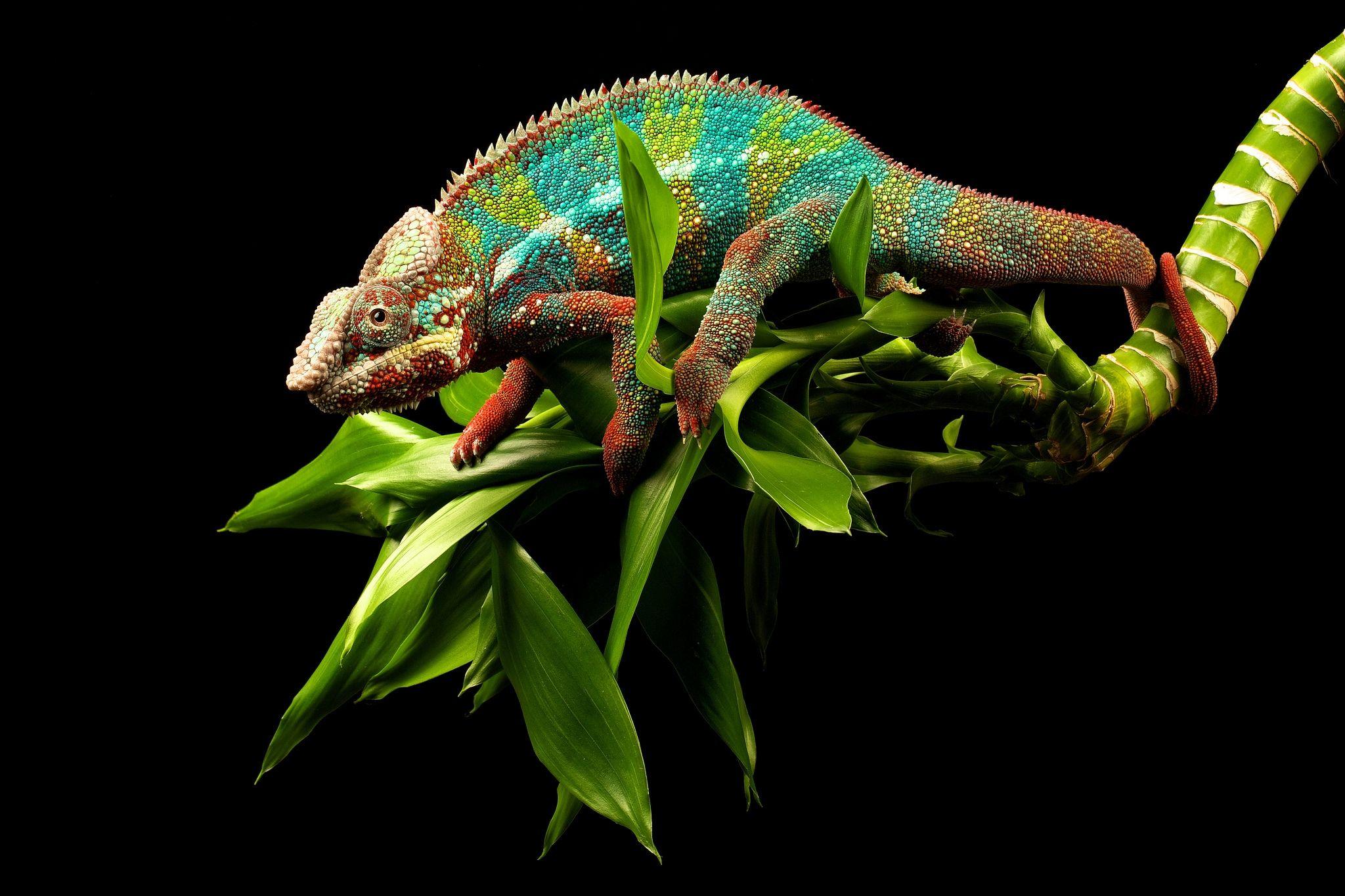 Chameleon Desktop Wallpapers - Top Free Chameleon Desktop Backgrounds ...