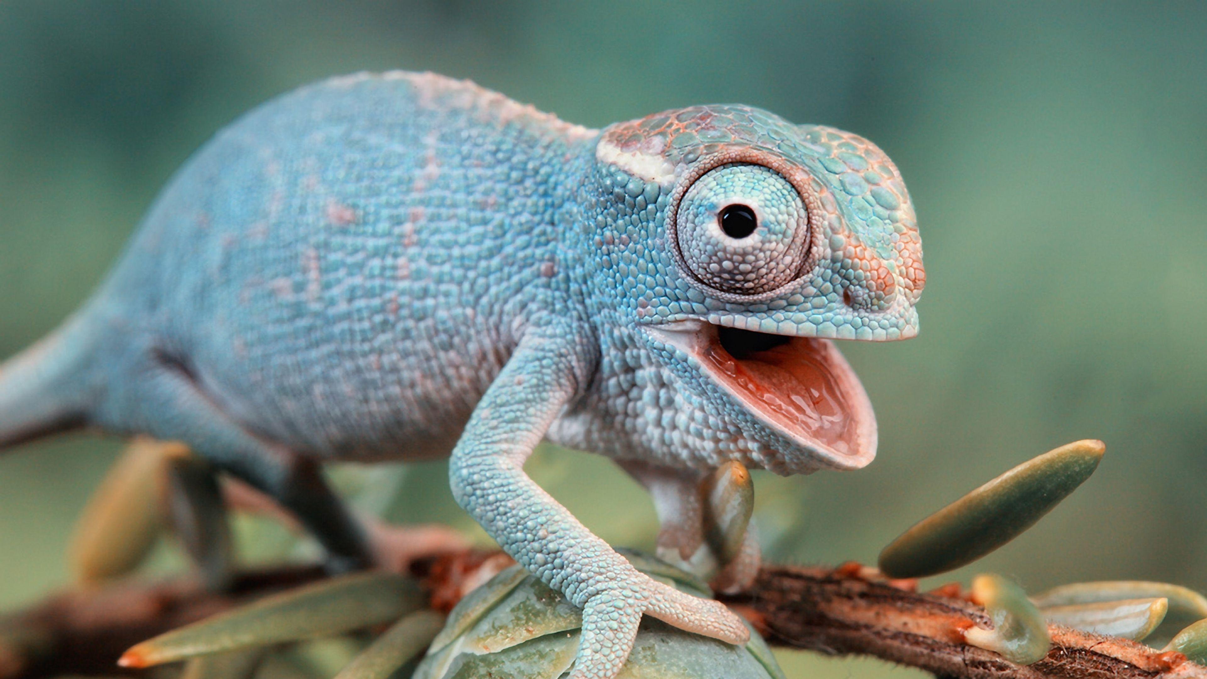 Reptile Wallpapers - Top Free Reptile Backgrounds - WallpaperAccess