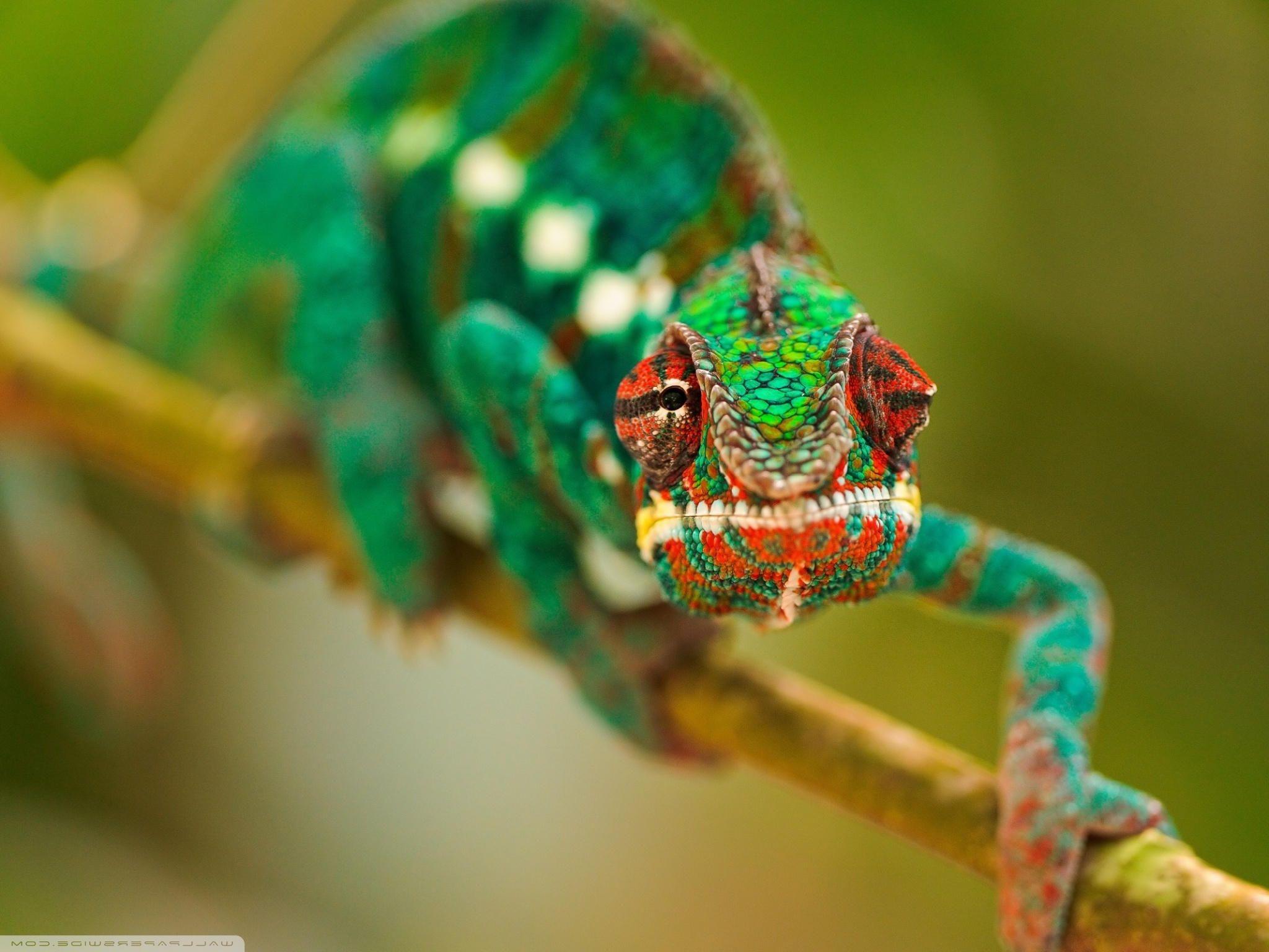 Colorful Chameleon Wallpapers - Top Free Colorful Chameleon Backgrounds ...