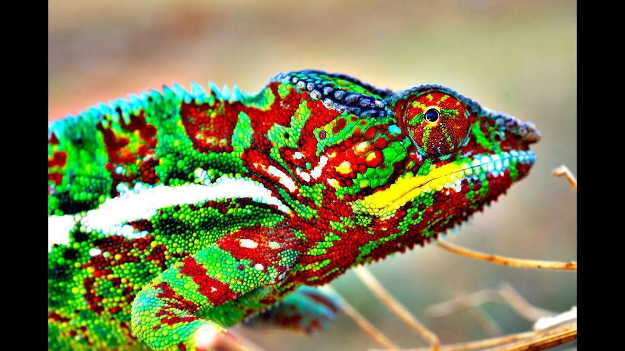 Colorful Chameleon Wallpapers - Top Free Colorful Chameleon Backgrounds ...