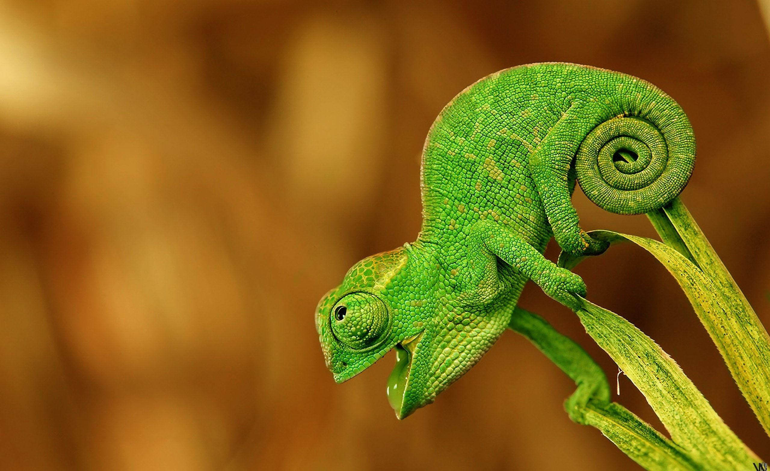 4K Chameleon Wallpapers - Top Free 4K Chameleon Backgrounds ...