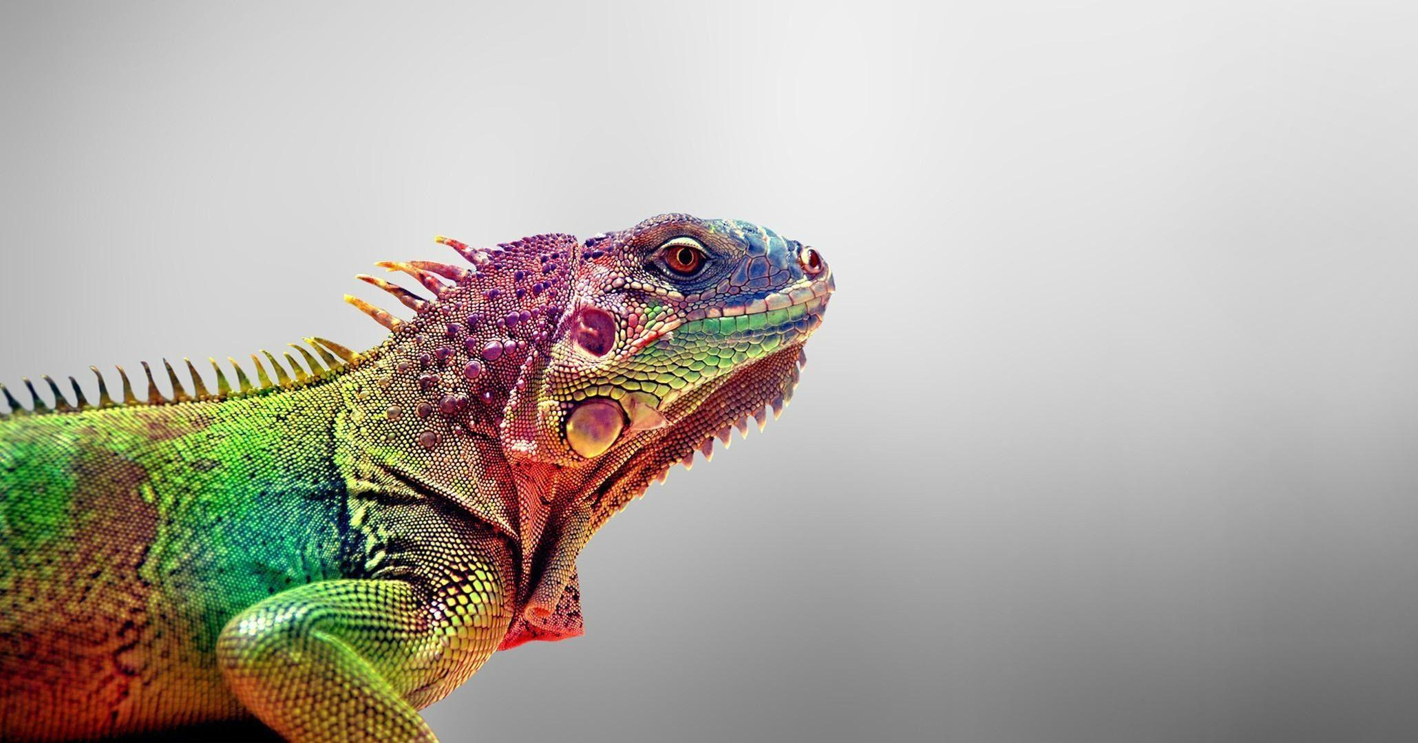 Colorful Chameleon Wallpapers - Top Free Colorful Chameleon Backgrounds ...