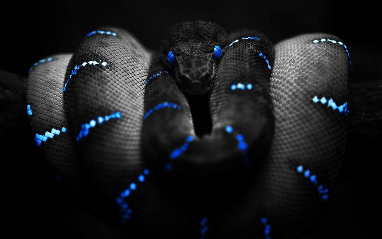 Reptile Wallpapers - Top Free Reptile Backgrounds - WallpaperAccess