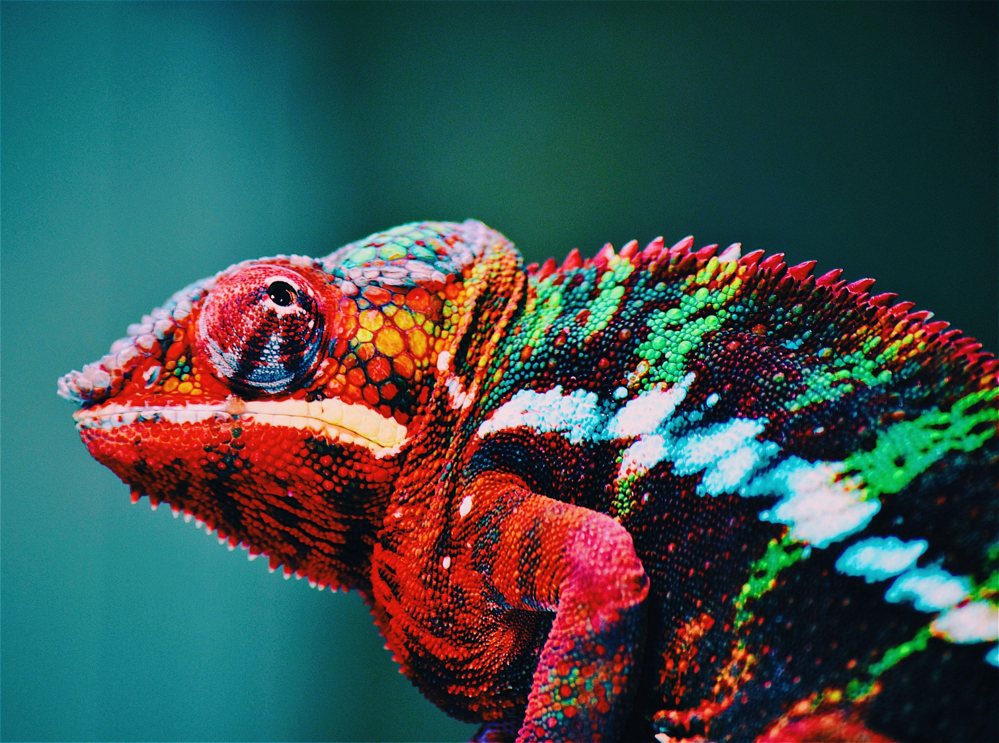 Colorful Chameleon Wallpapers - Top Free Colorful Chameleon Backgrounds ...