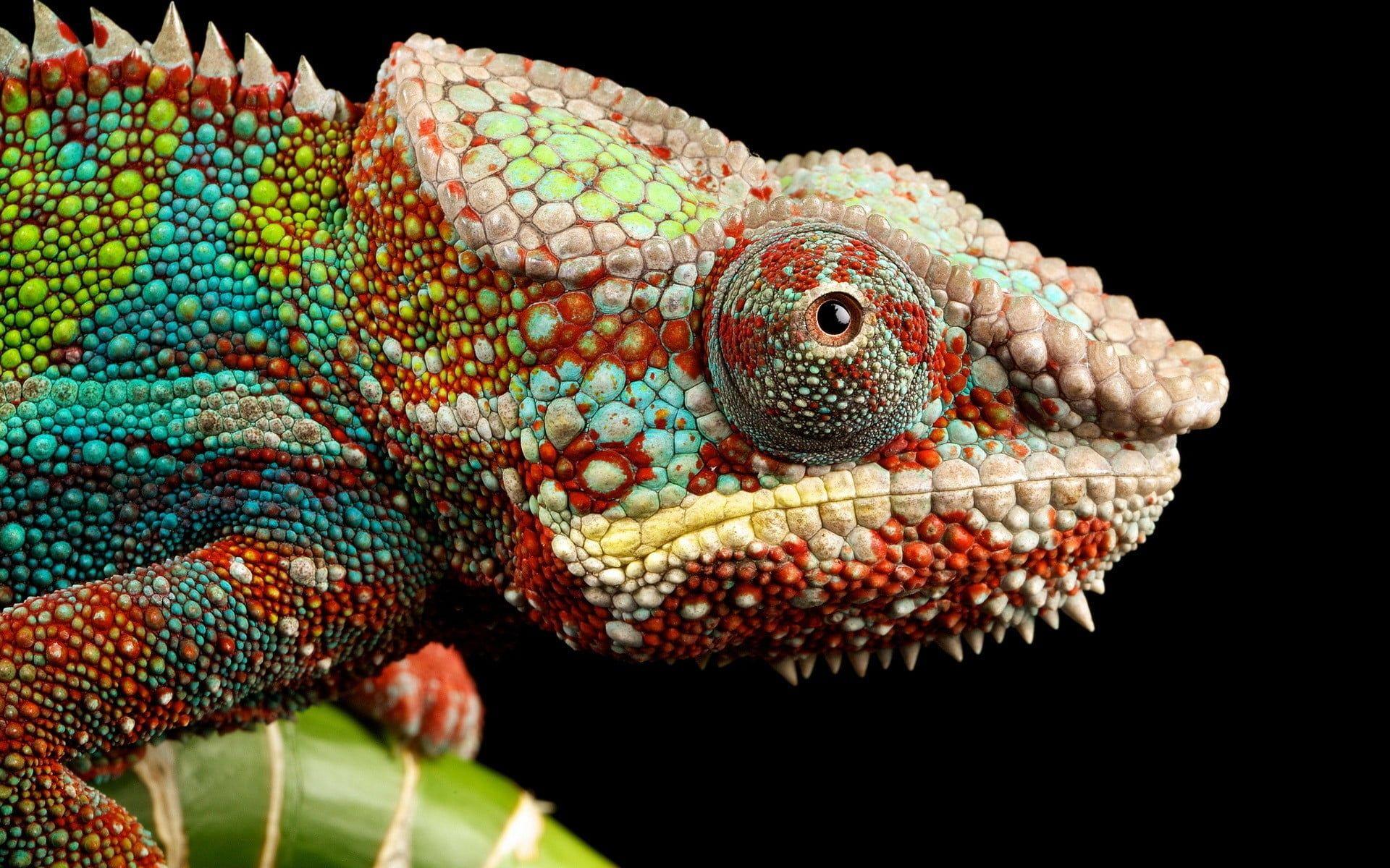 Colorful Chameleon Wallpapers - Top Free Colorful Chameleon Backgrounds ...