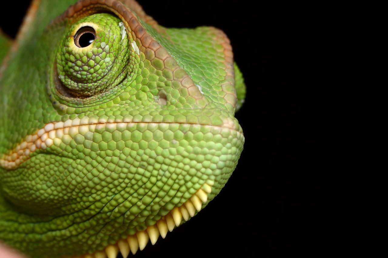 Chameleon Desktop Wallpapers - Top Free Chameleon Desktop Backgrounds ...