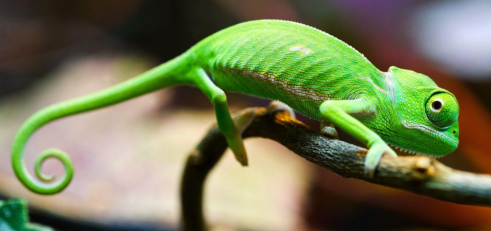 Chameleon Desktop Wallpapers - Top Free Chameleon Desktop Backgrounds ...
