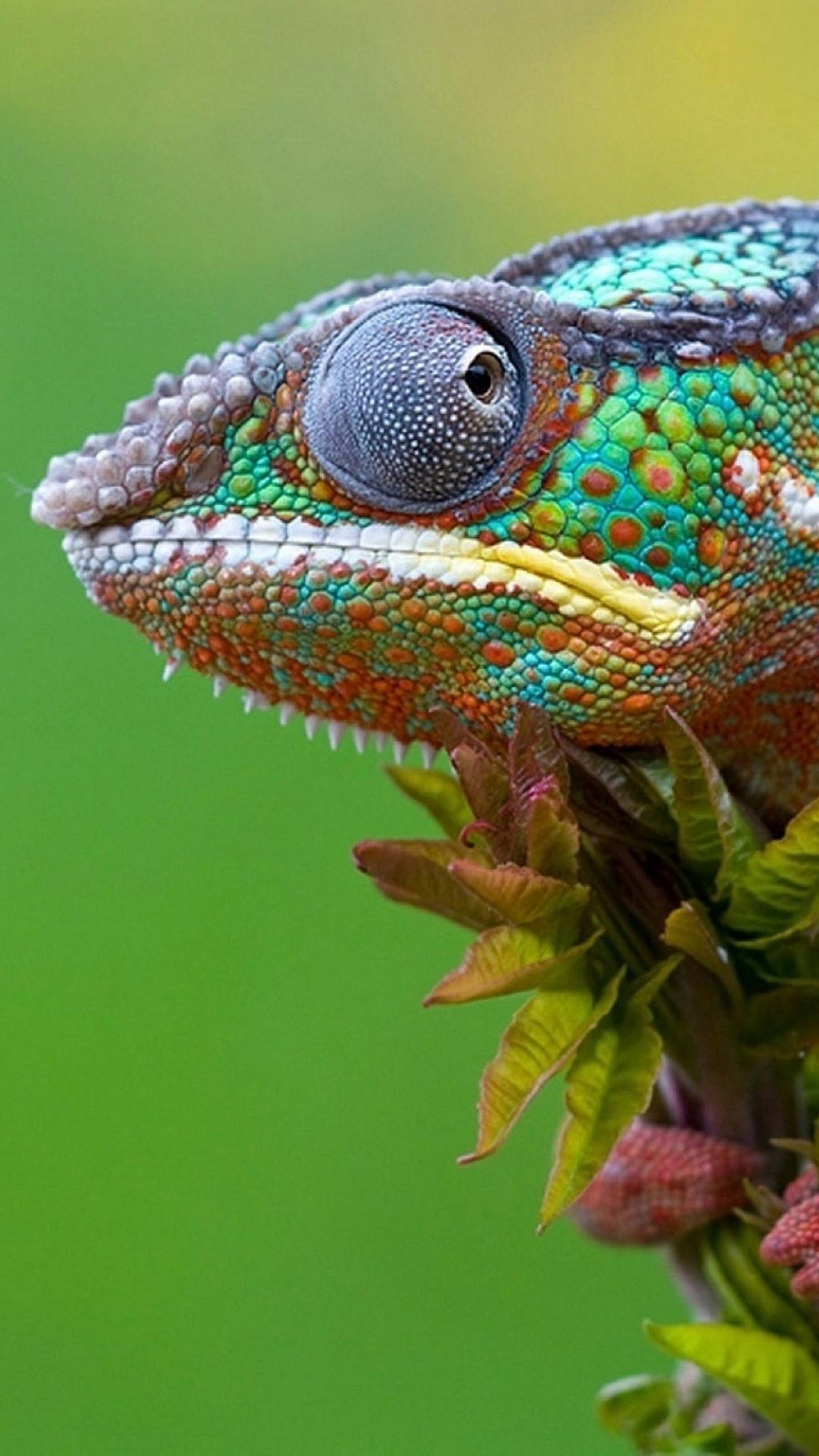 Colorful Chameleon Wallpapers - Top Free Colorful Chameleon Backgrounds ...