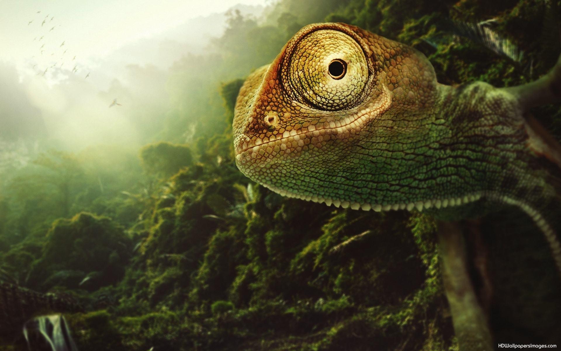 Chameleon Desktop Wallpapers - Top Free Chameleon Desktop Backgrounds ...