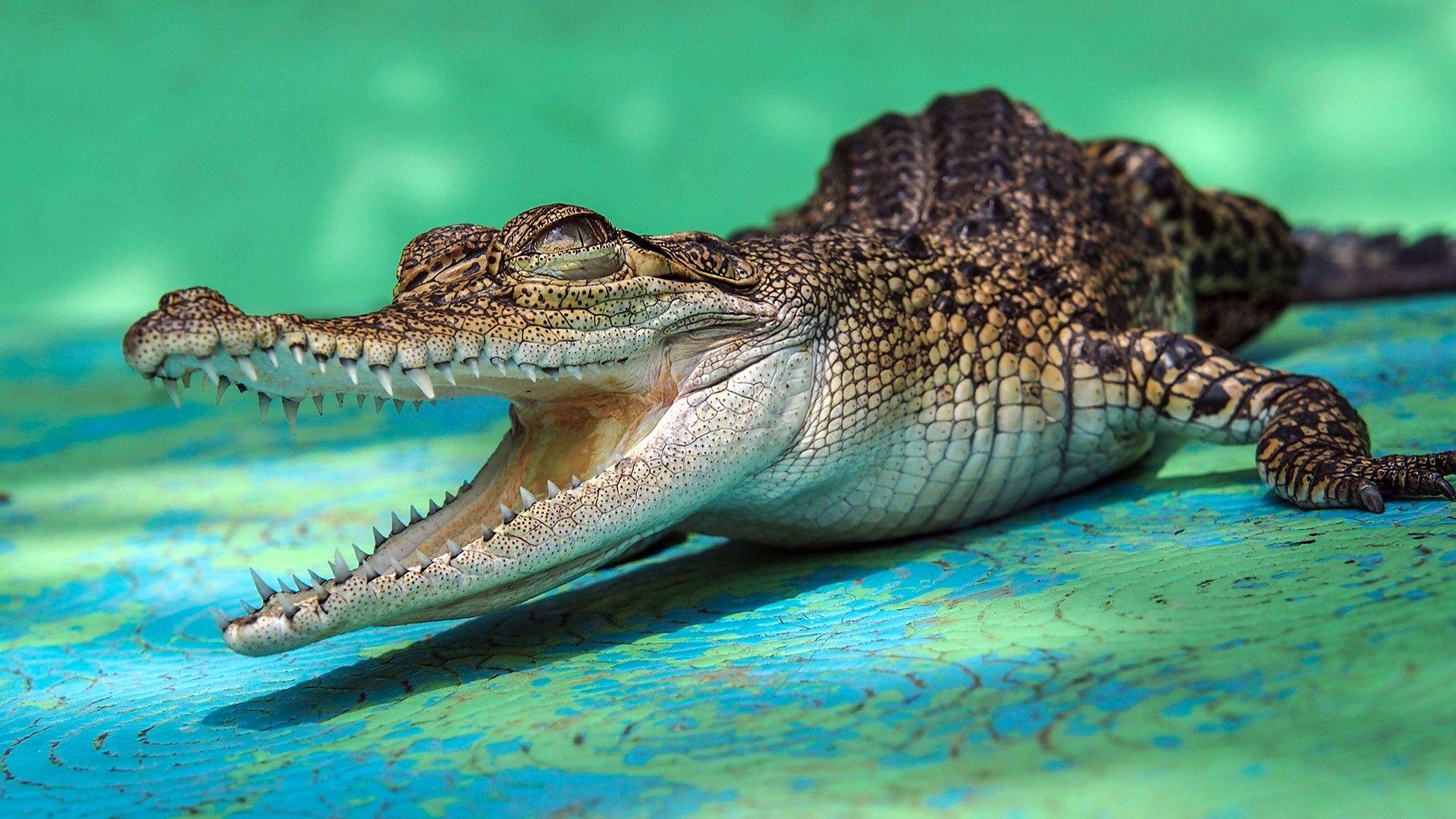 Reptile Wallpapers - Top Free Reptile Backgrounds - WallpaperAccess