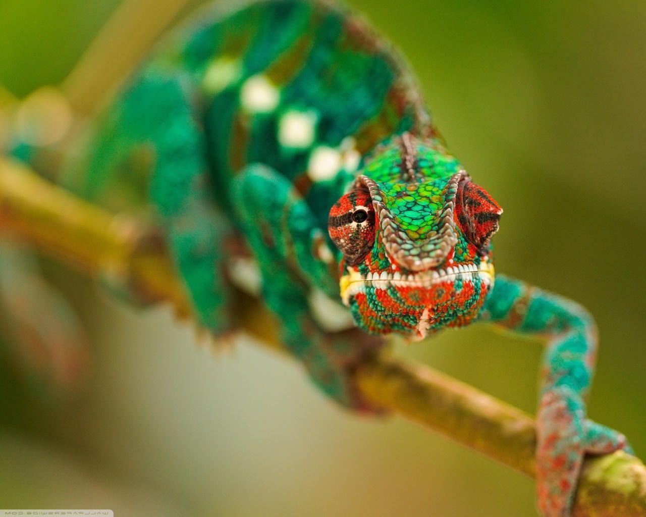 Chameleon Desktop Wallpapers - Top Free Chameleon Desktop Backgrounds ...