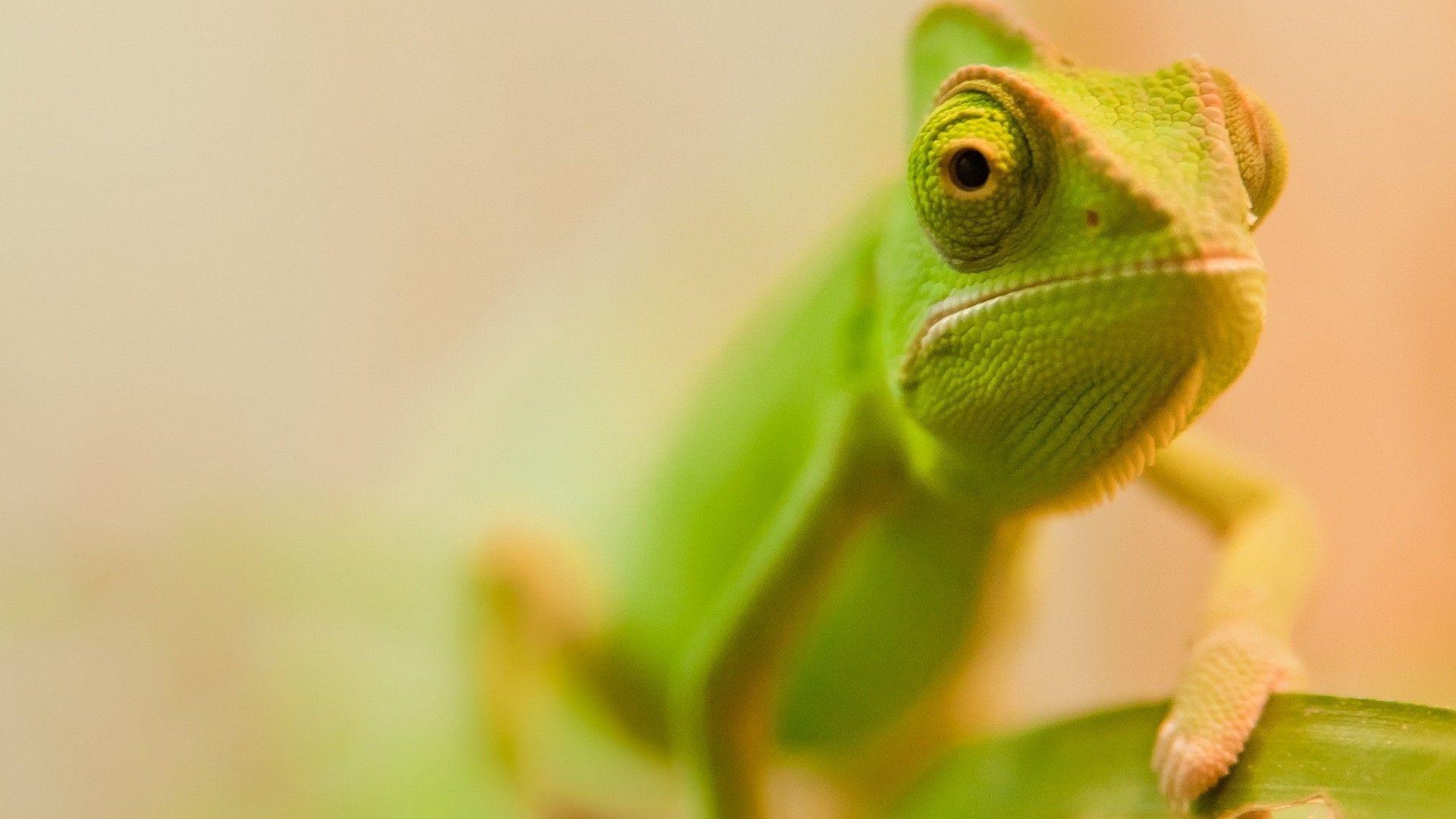 Chameleon Desktop Wallpapers - Top Free Chameleon Desktop Backgrounds ...