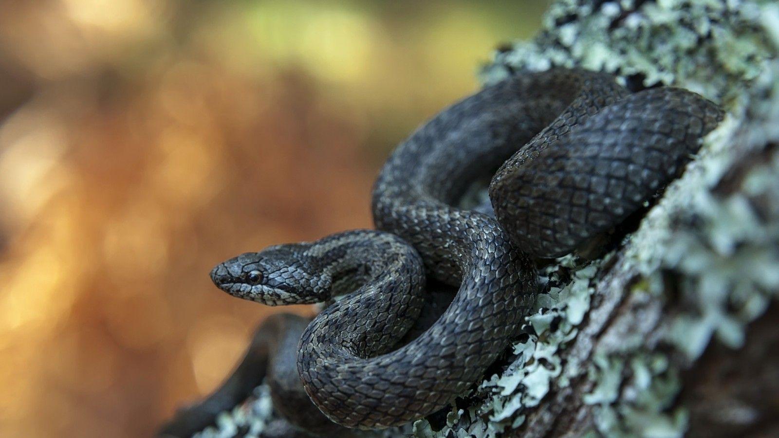 Reptile Wallpapers - Top Free Reptile Backgrounds - WallpaperAccess