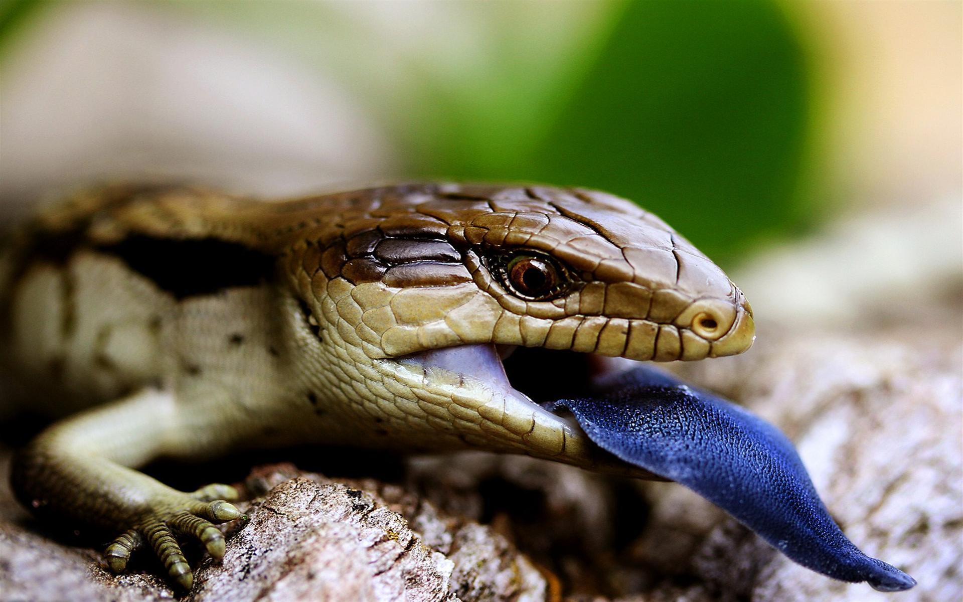 Reptile Wallpapers - Top Free Reptile Backgrounds - WallpaperAccess