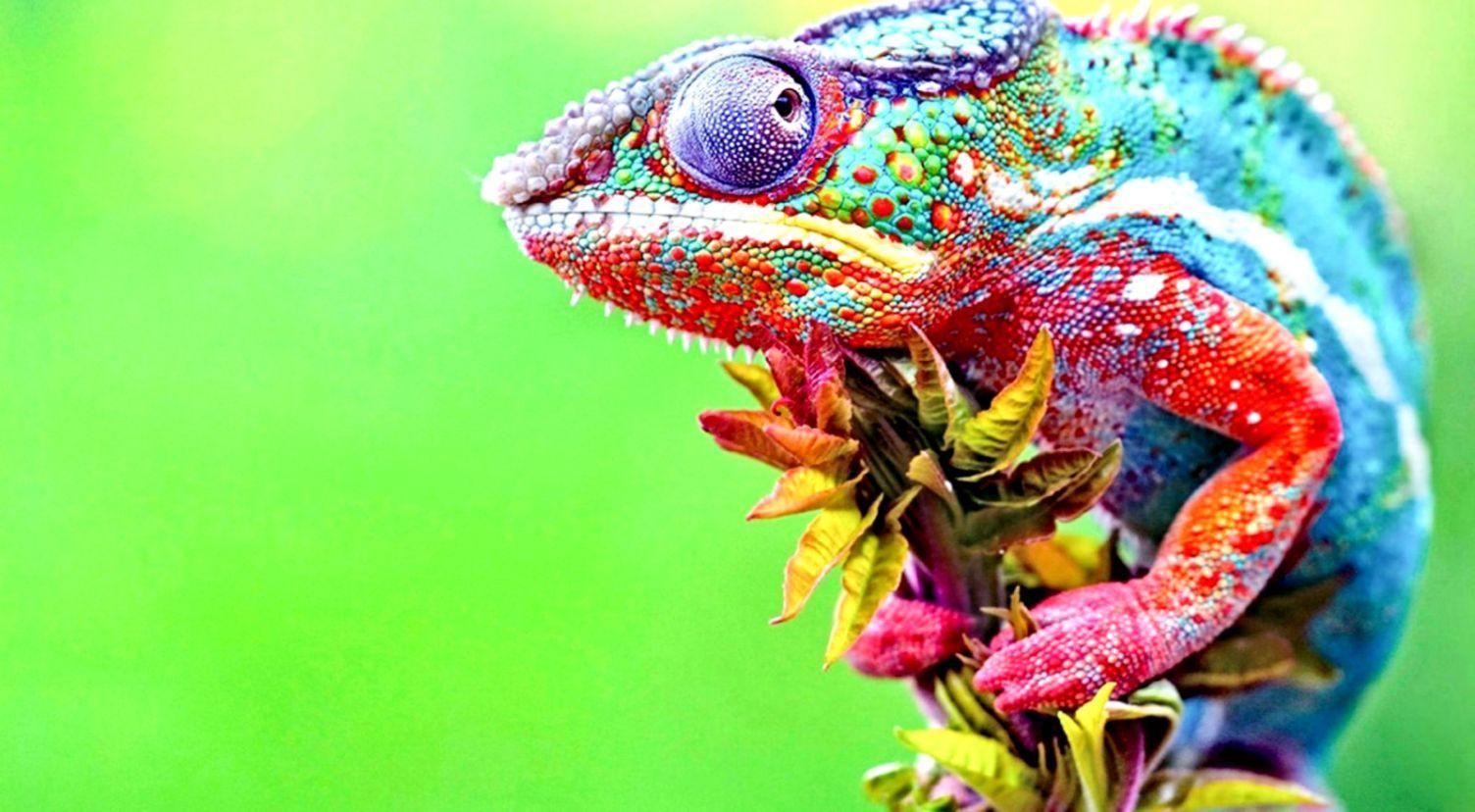Colorful Chameleon Wallpapers - Top Free Colorful Chameleon Backgrounds ...