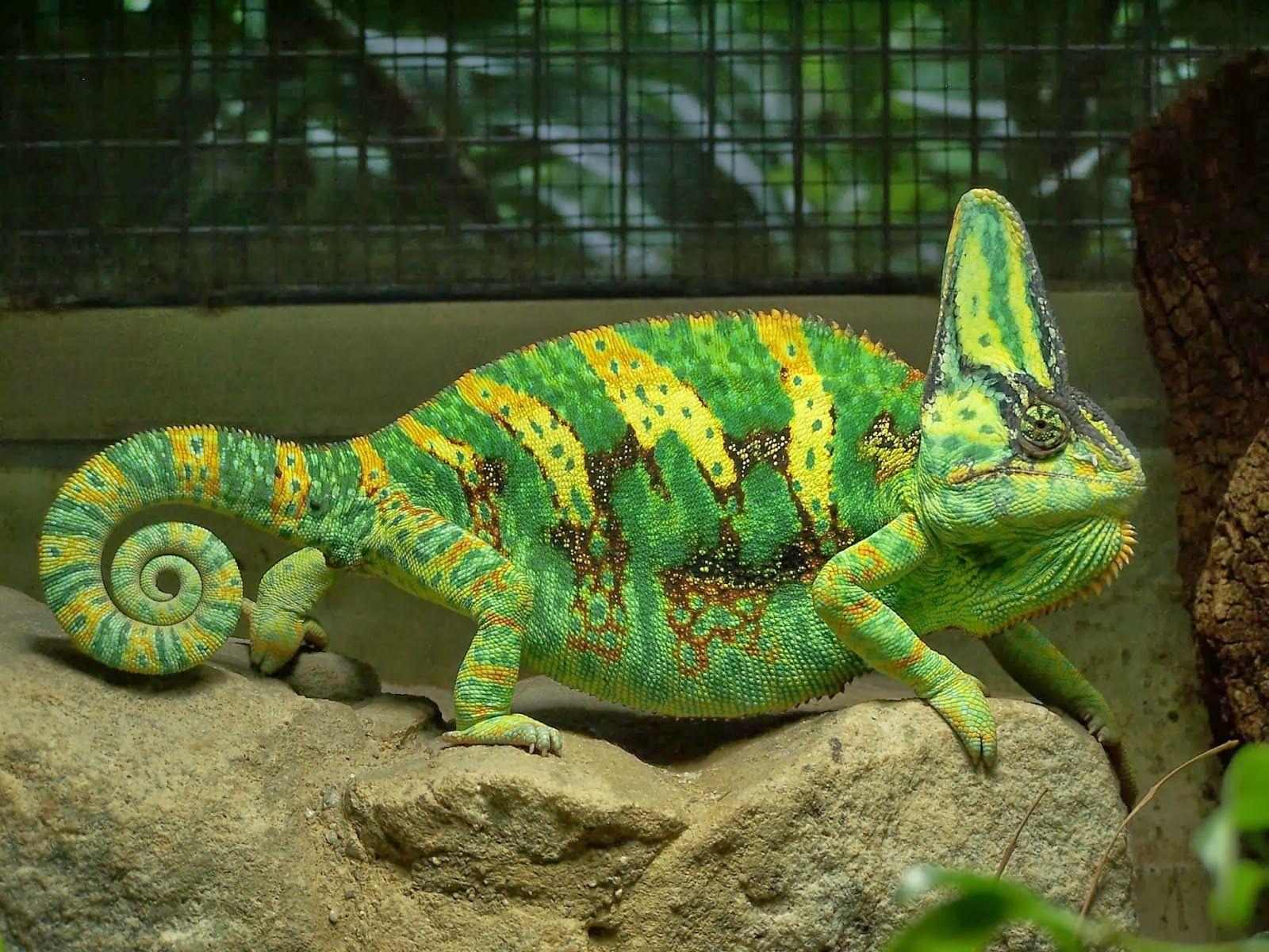 Colorful Chameleon Wallpapers - Top Free Colorful Chameleon Backgrounds ...