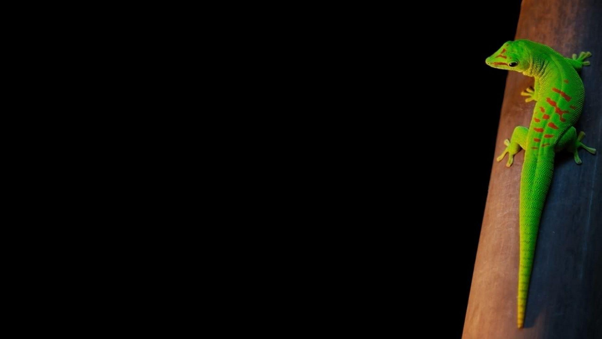 Reptile Wallpapers - Top Free Reptile Backgrounds - WallpaperAccess