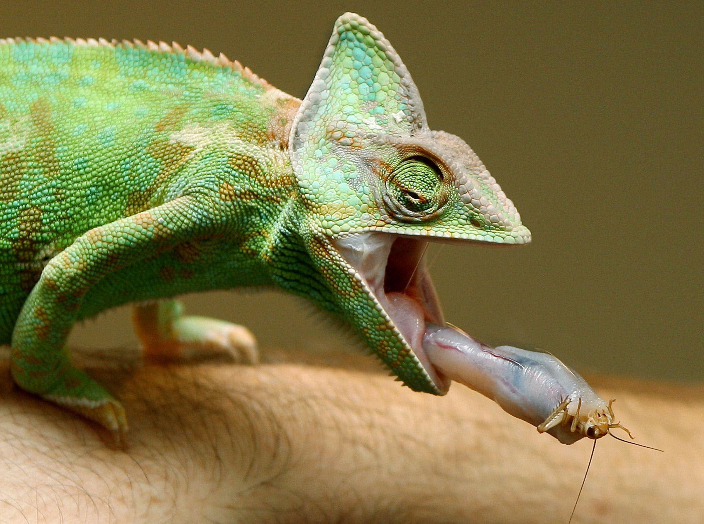 Funny Chameleon Wallpapers - Top Free Funny Chameleon Backgrounds ...