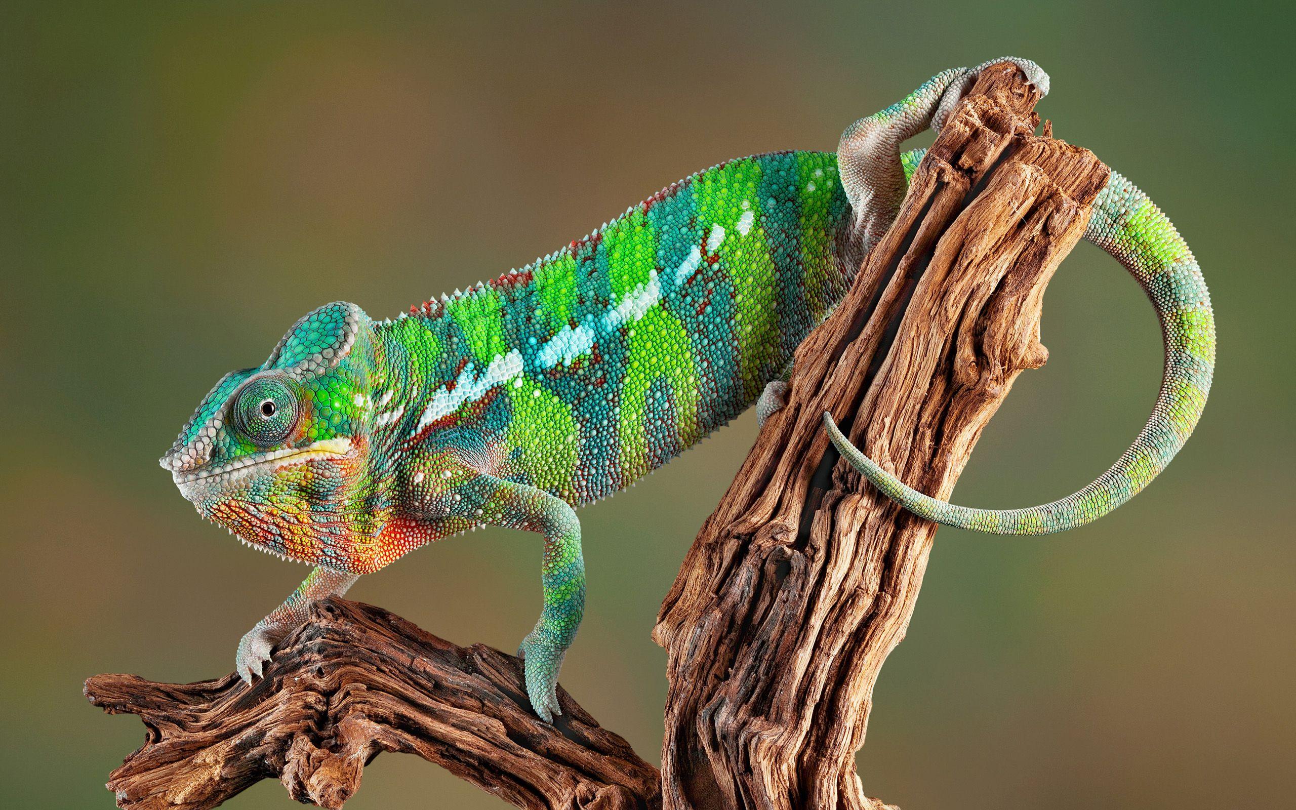 Funny Chameleon Wallpapers - Top Free Funny Chameleon Backgrounds ...