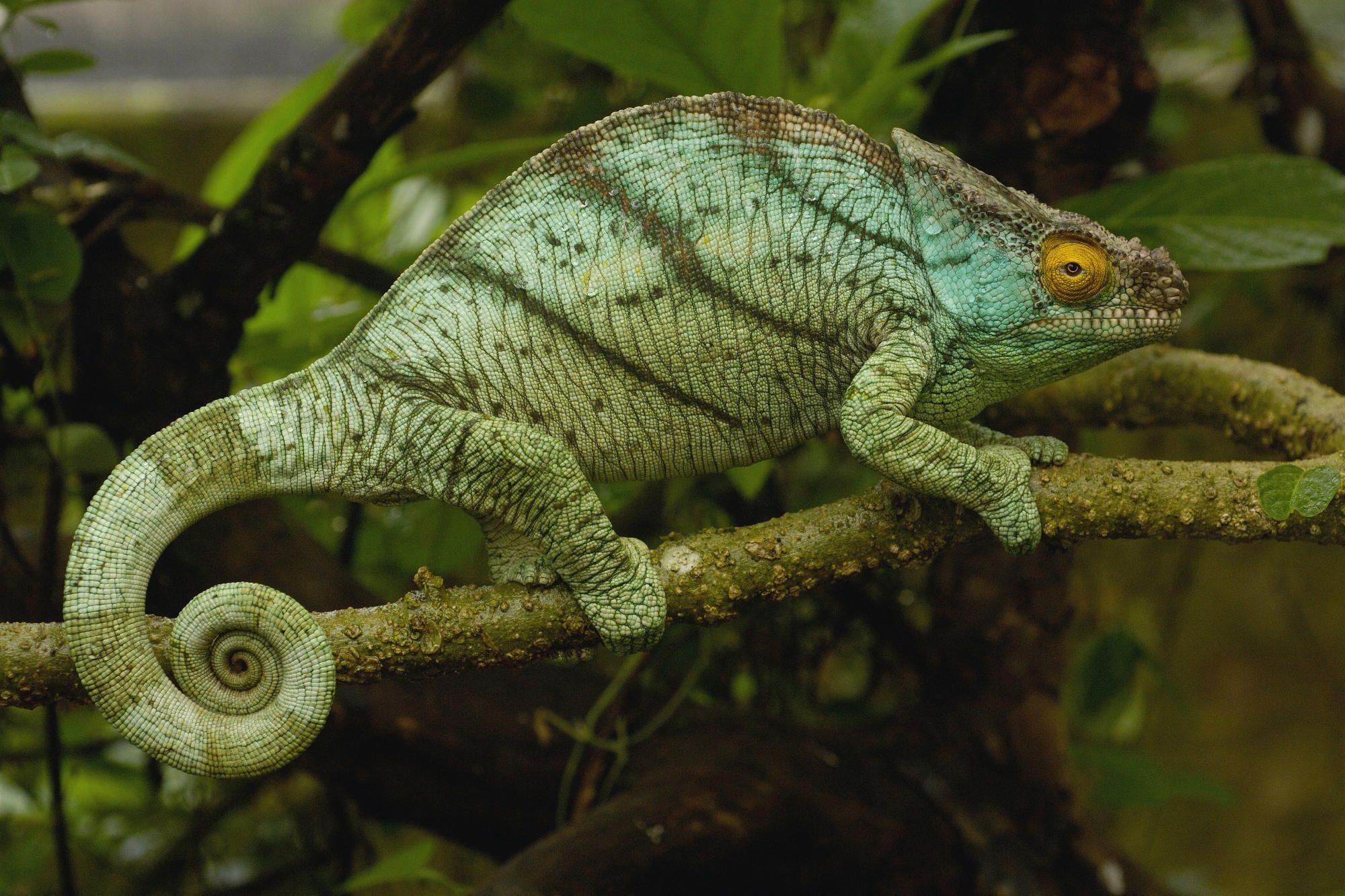 Funny Chameleon Wallpapers - Top Free Funny Chameleon Backgrounds ...