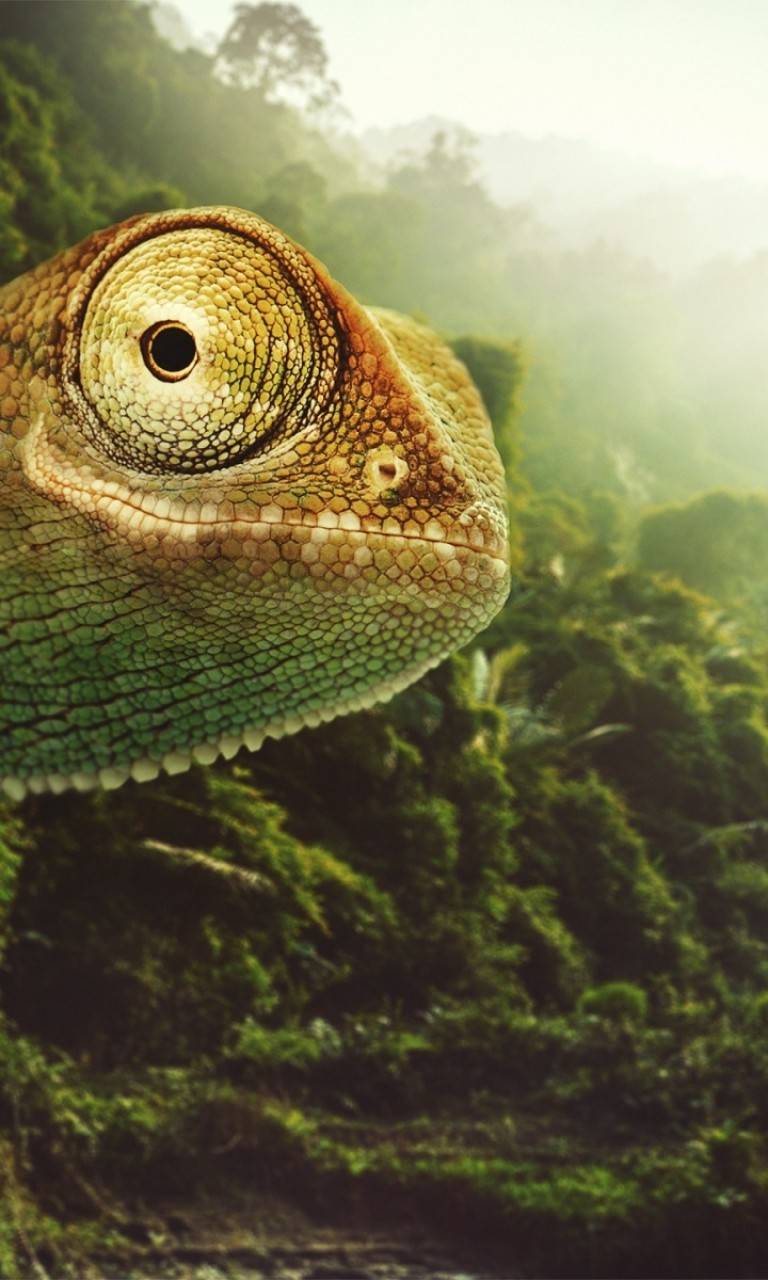 Funny Chameleon Wallpapers - Top Free Funny Chameleon Backgrounds ...