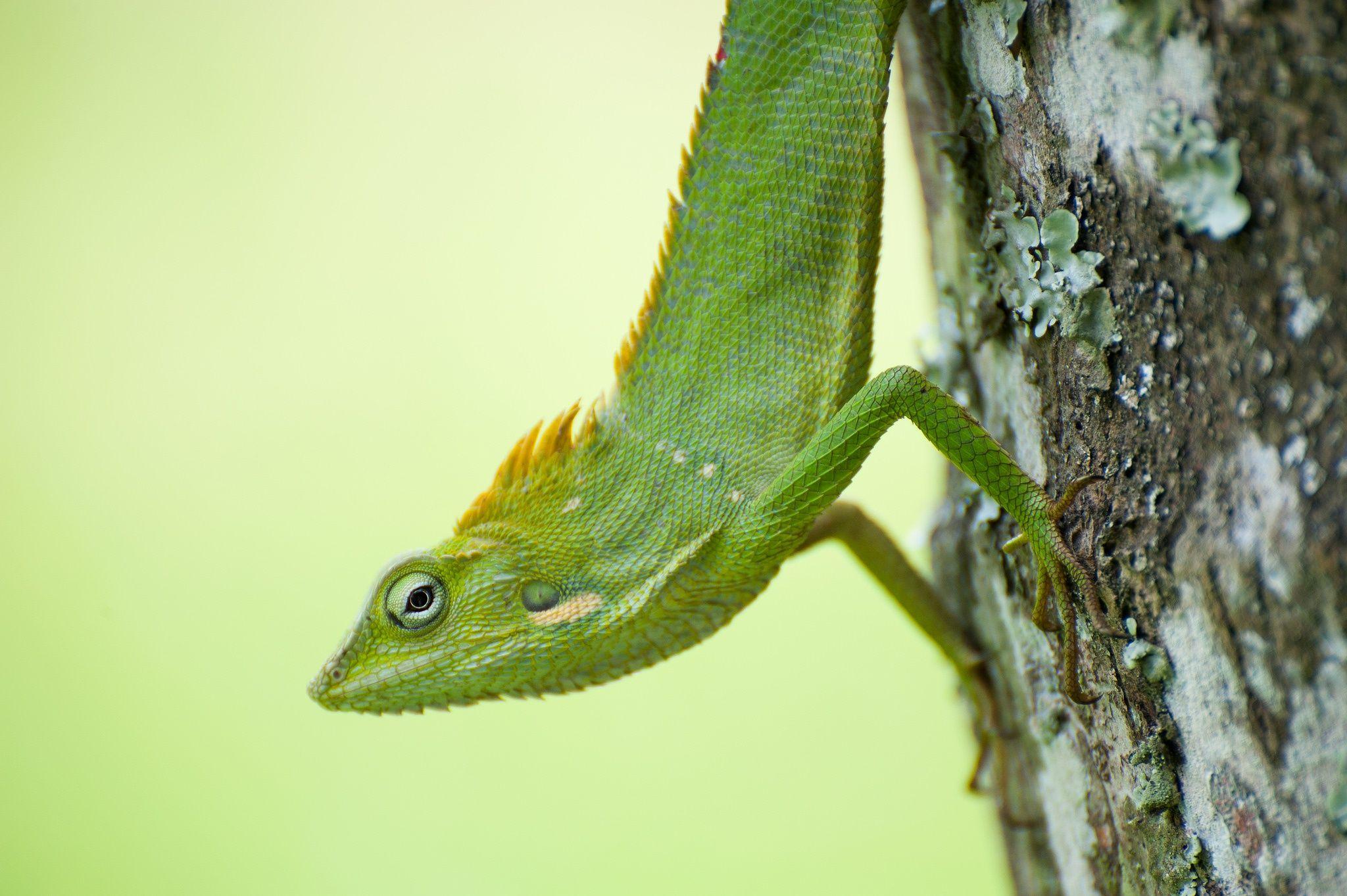 Funny Chameleon Wallpapers - Top Free Funny Chameleon Backgrounds ...