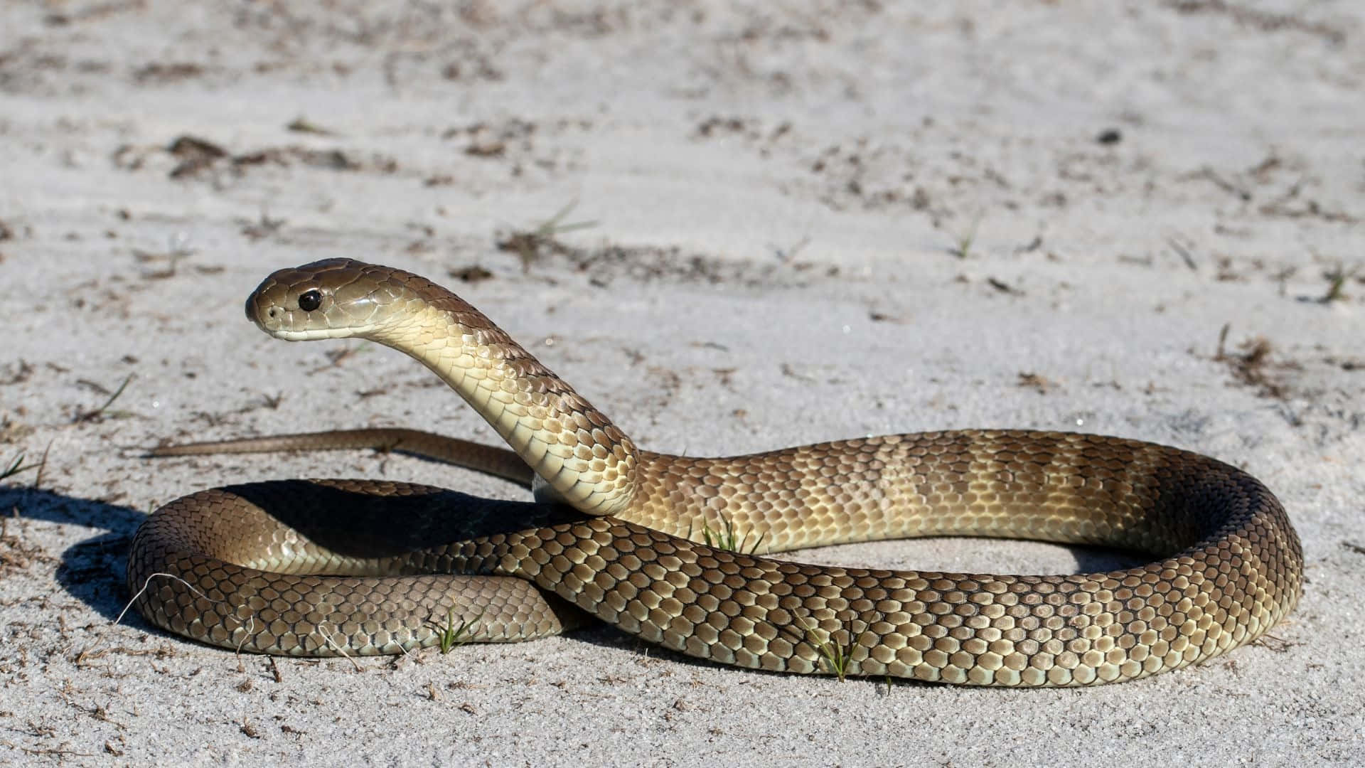 Tiger Snake Wallpapers - Top Free Tiger Snake Backgrounds - WallpaperAccess