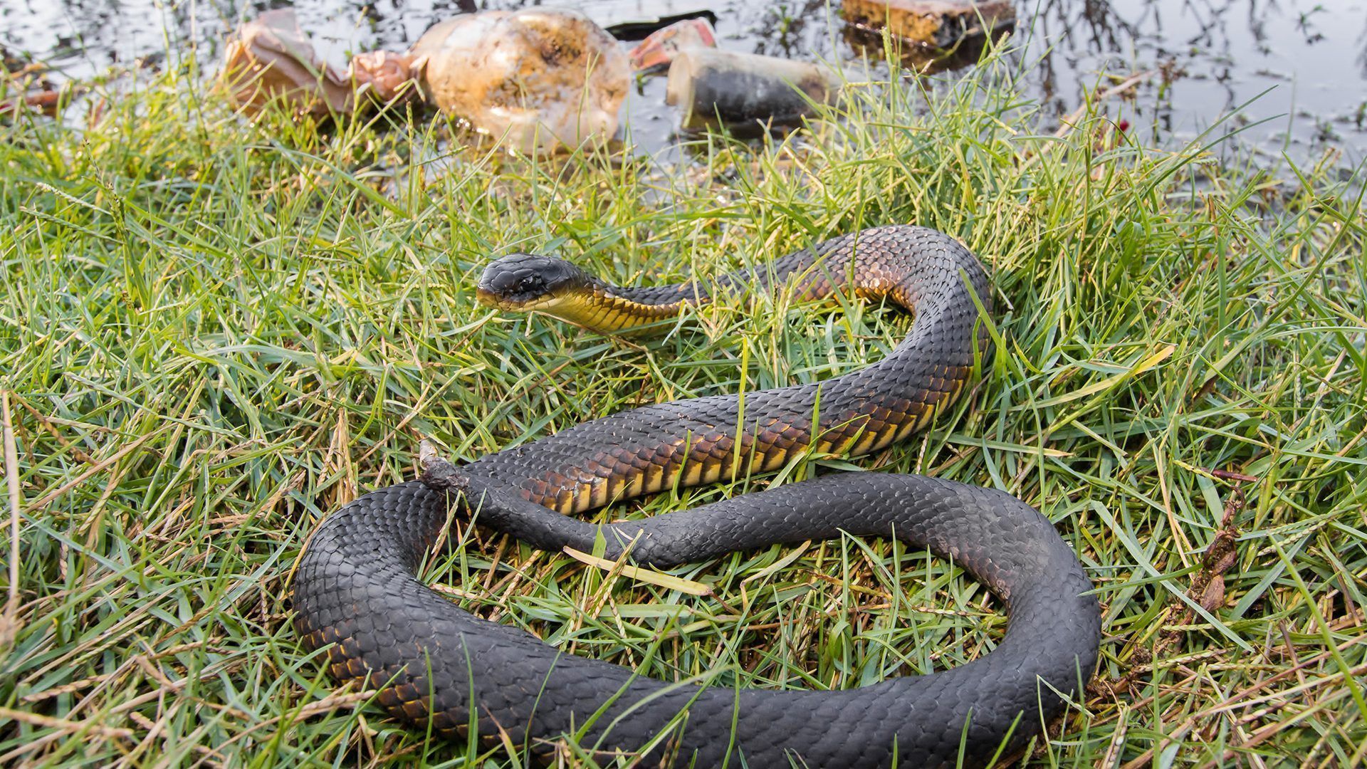 Tiger Snake Wallpapers - Top Free Tiger Snake Backgrounds - WallpaperAccess