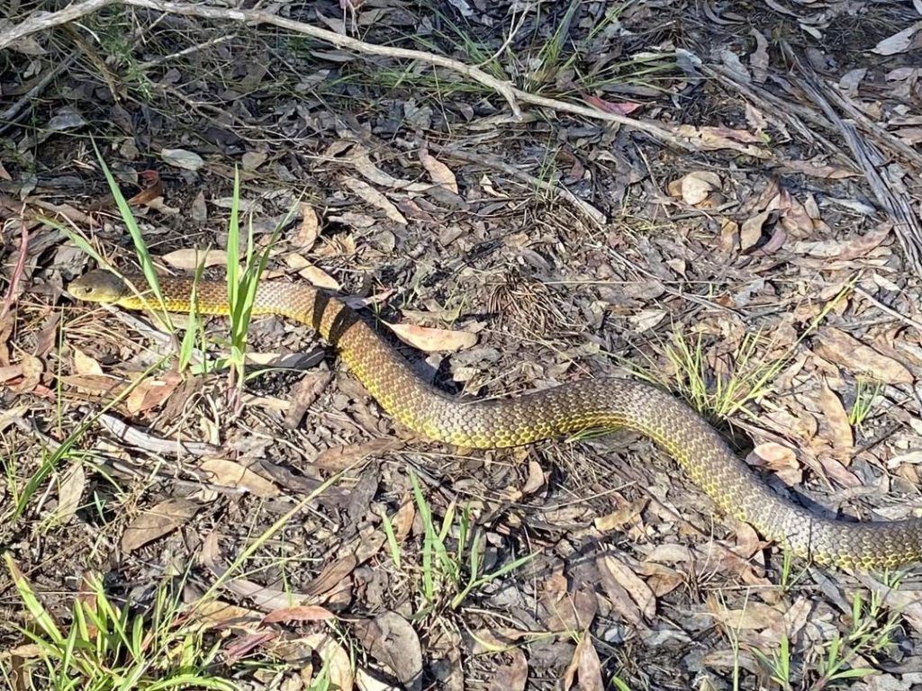 Tiger Snake Wallpapers - Top Free Tiger Snake Backgrounds - WallpaperAccess