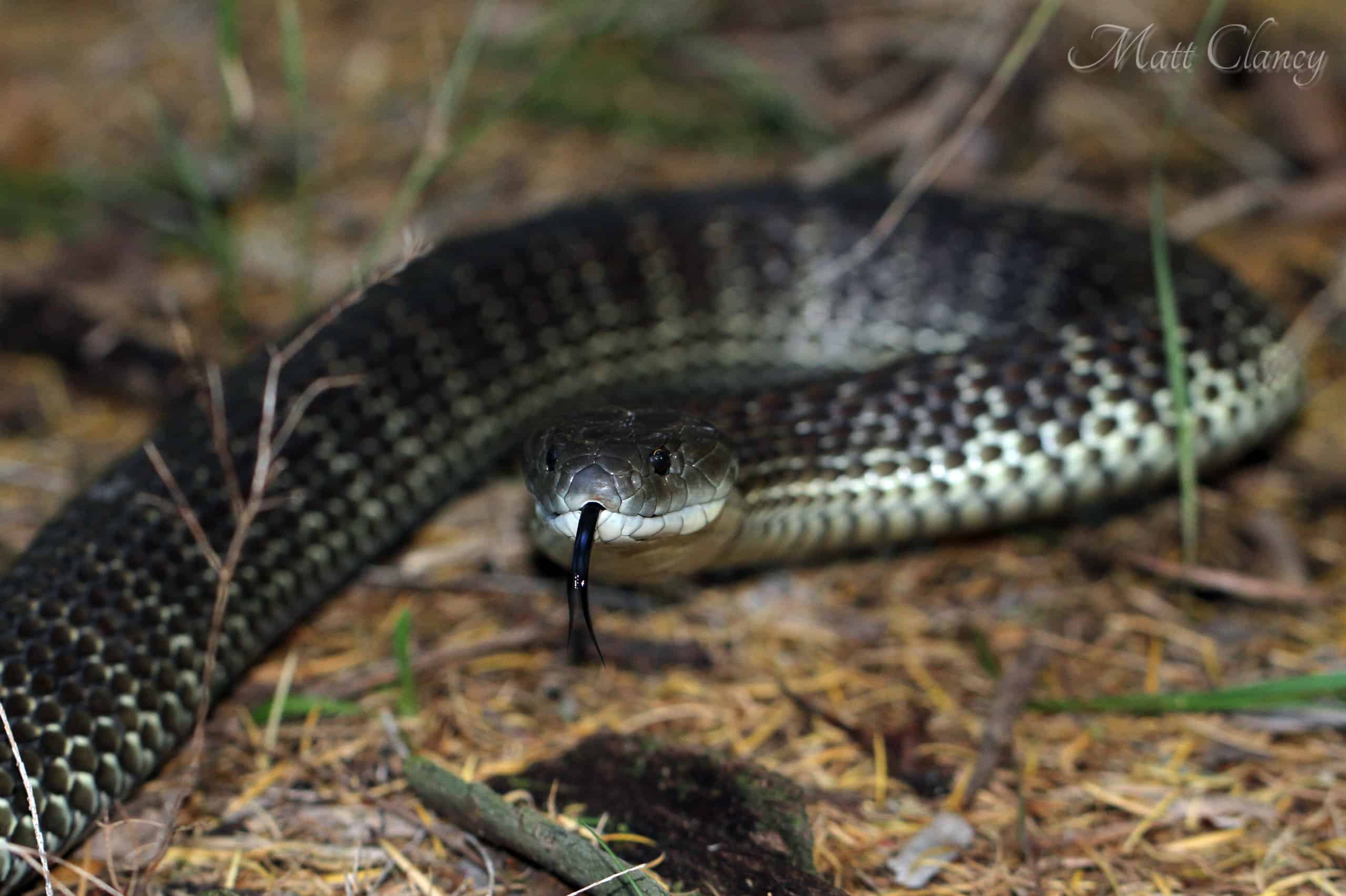 Tiger Snake Wallpapers - Top Free Tiger Snake Backgrounds - WallpaperAccess