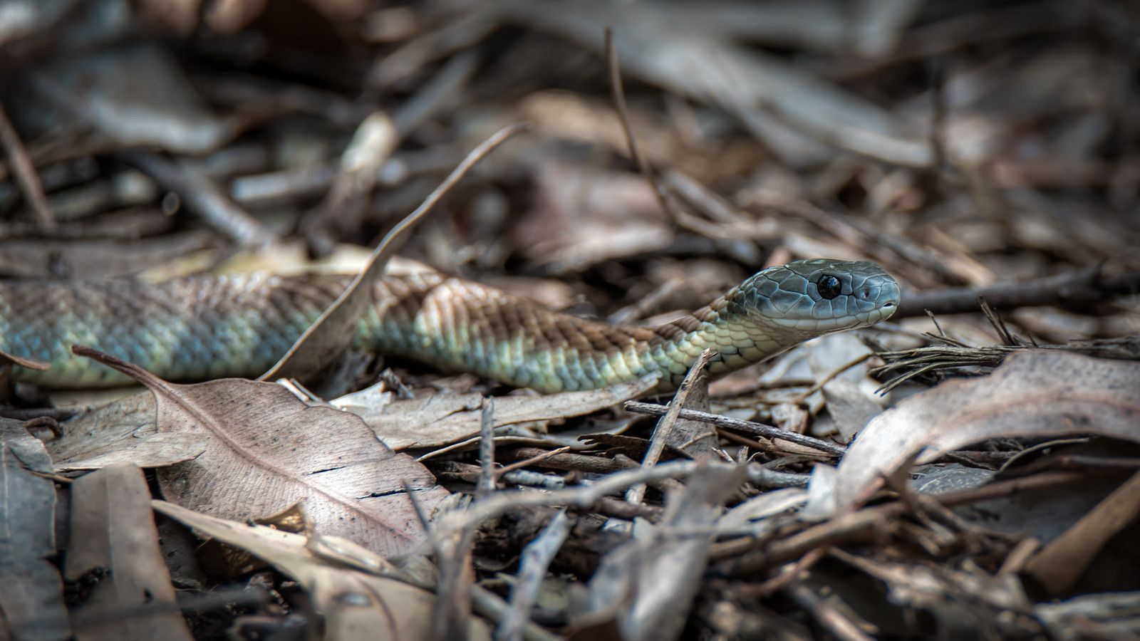 Tiger Snake Wallpapers - Top Free Tiger Snake Backgrounds - WallpaperAccess