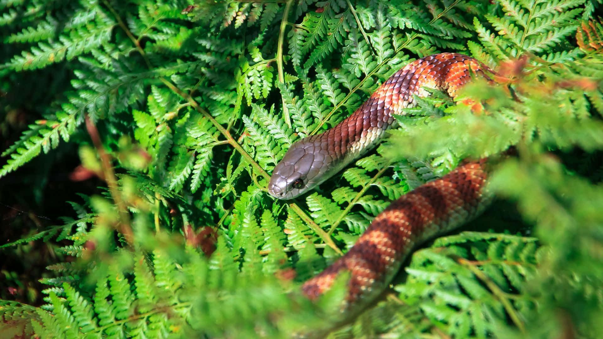 Tiger Snake Wallpapers - Top Free Tiger Snake Backgrounds - WallpaperAccess