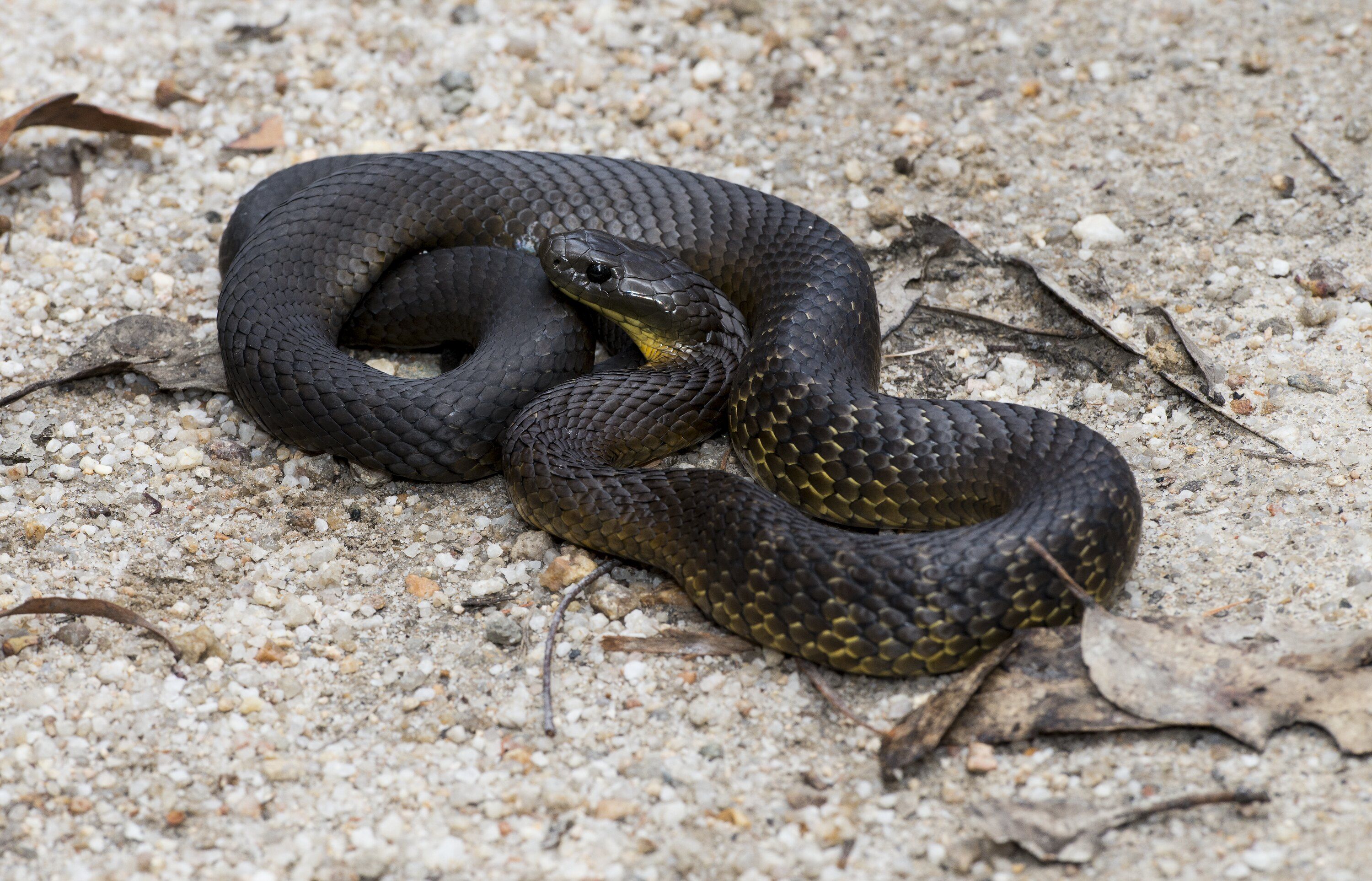 Tiger Snake Wallpapers - Top Free Tiger Snake Backgrounds - WallpaperAccess