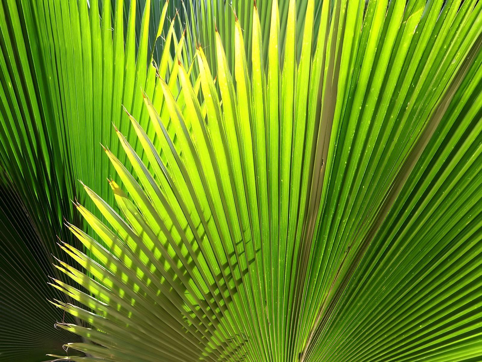 Palm Leaf Wallpapers - Top Free Palm Leaf Backgrounds - WallpaperAccess