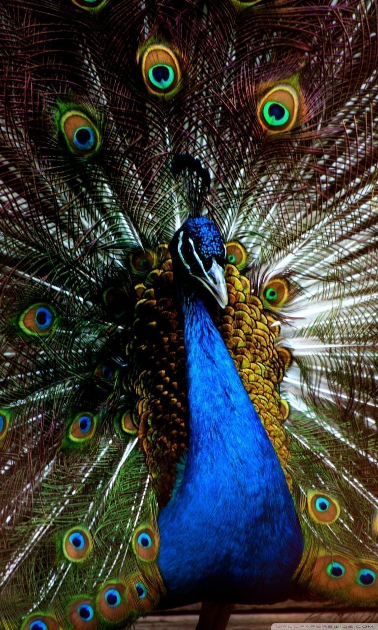Peacock 4k Wallpapers - Top Free Peacock 4k Backgrounds - WallpaperAccess