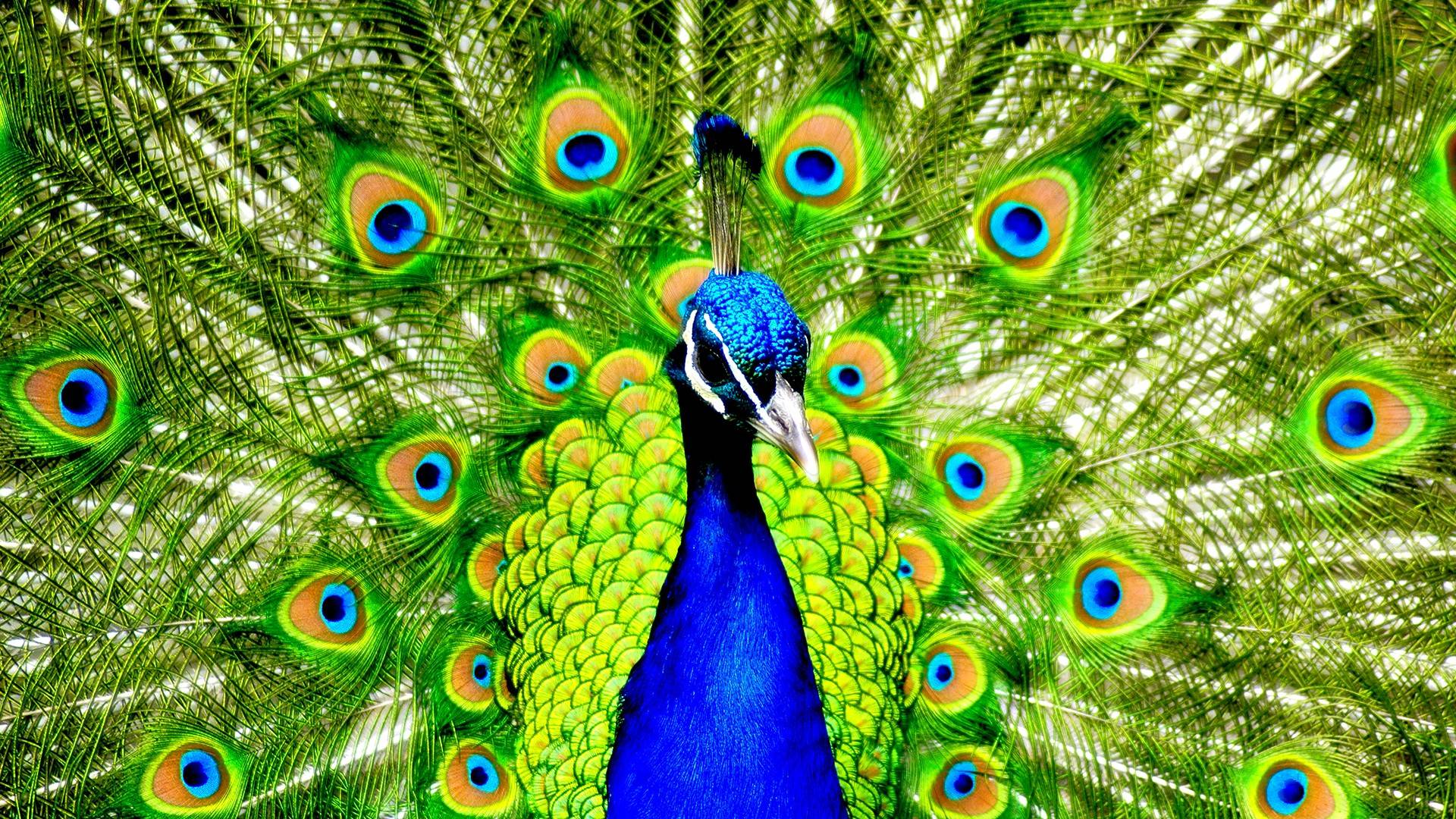 Peacock 4k Wallpapers - Top Free Peacock 4k Backgrounds - WallpaperAccess