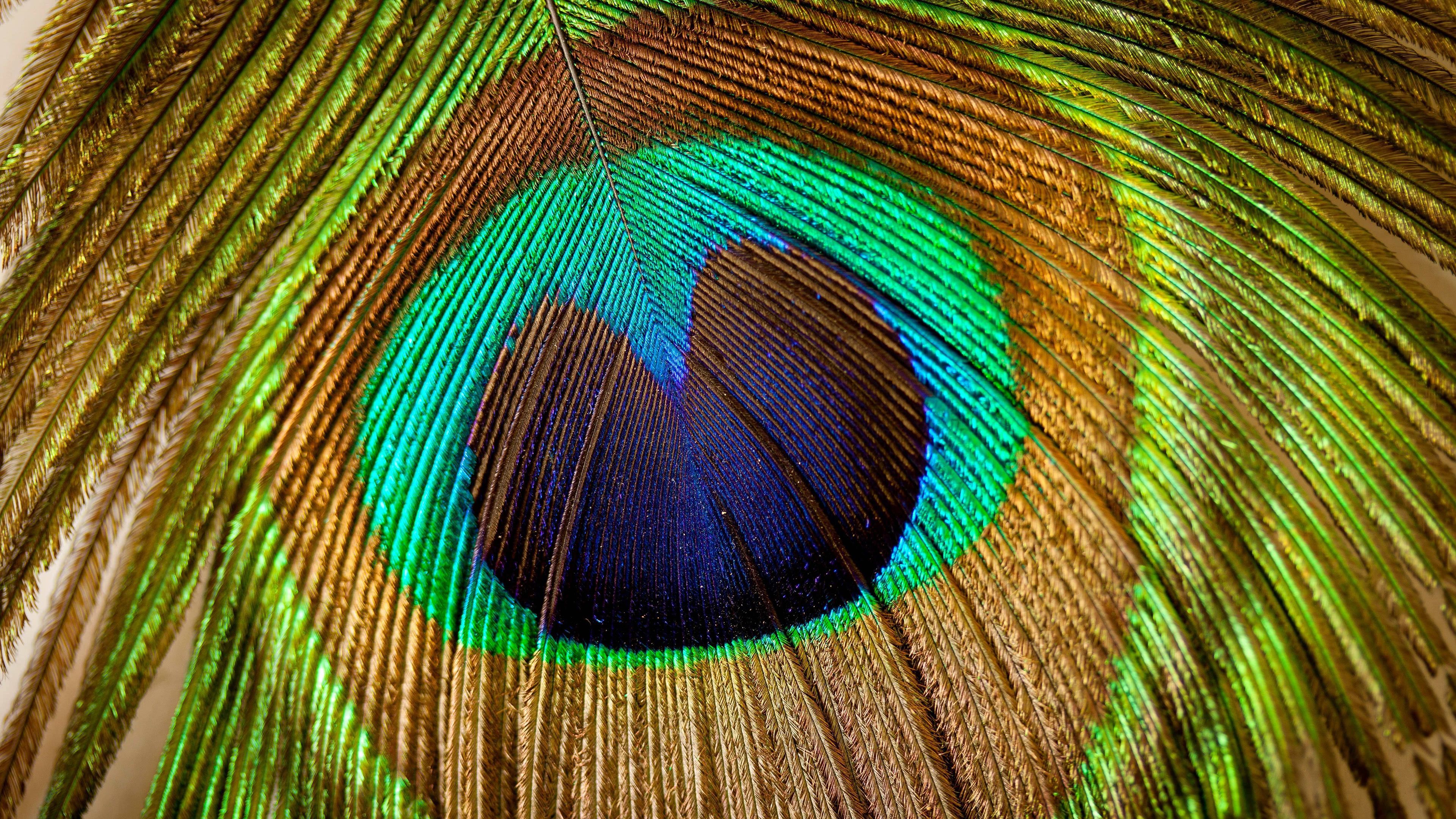 Peacock 4k Wallpapers - Top Free Peacock 4k Backgrounds - WallpaperAccess