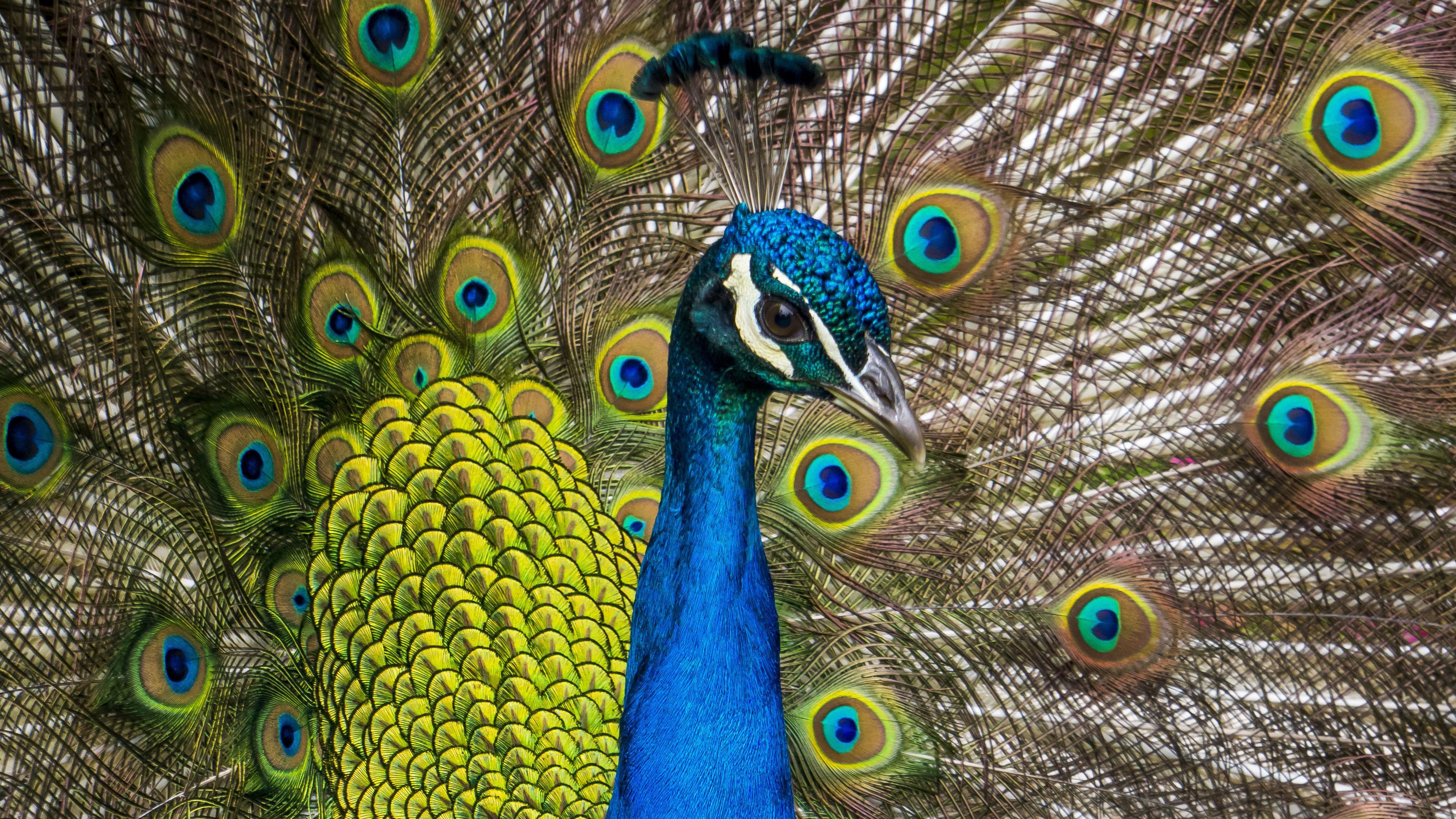 Peacock 4k Wallpapers - Top Free Peacock 4k Backgrounds - WallpaperAccess