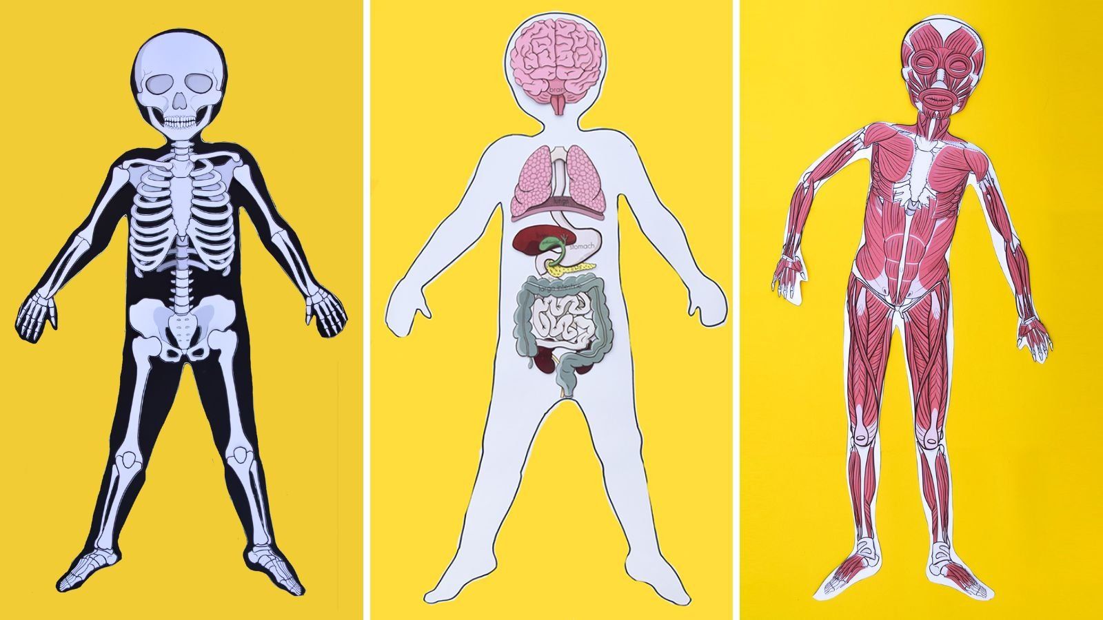 Body Parts Wallpapers - Top Free Body Parts Backgrounds - WallpaperAccess