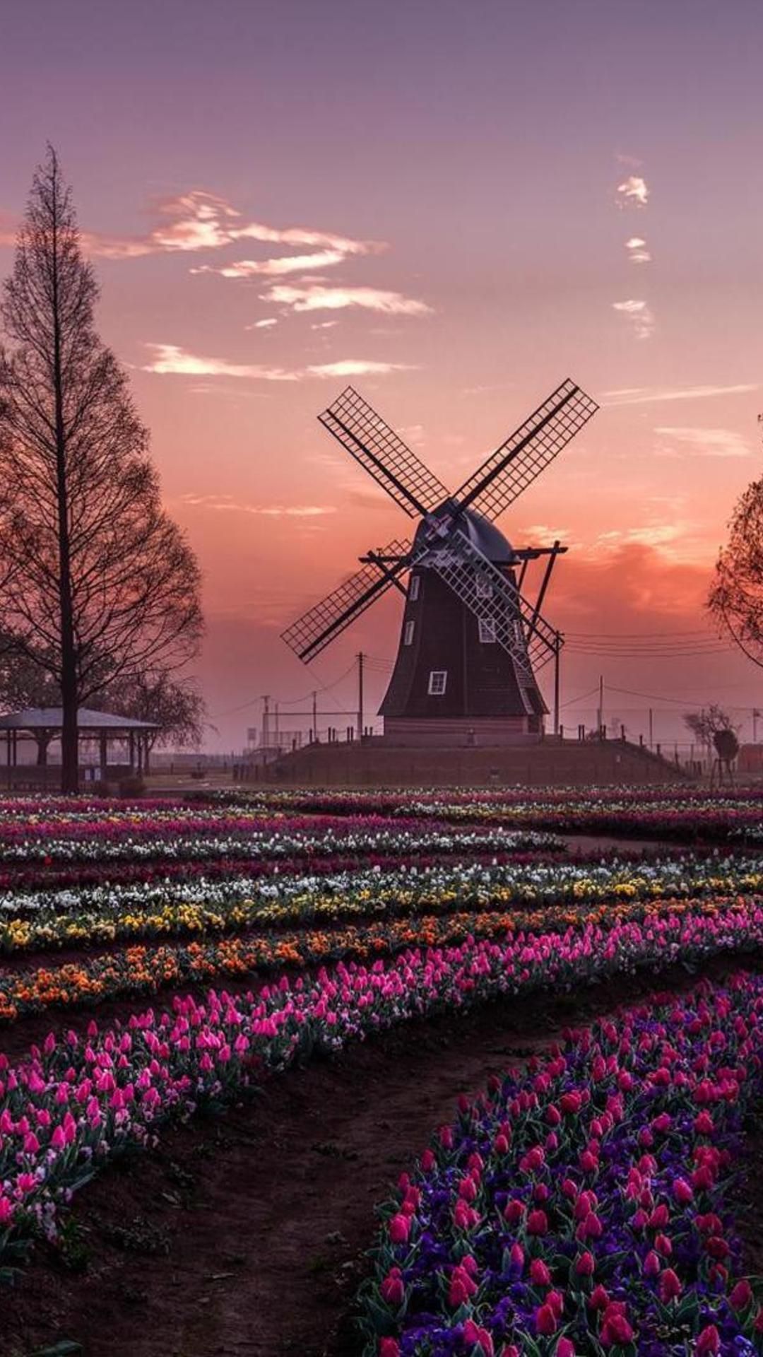 Belanda Wallpapers - Top Free Belanda Backgrounds - WallpaperAccess