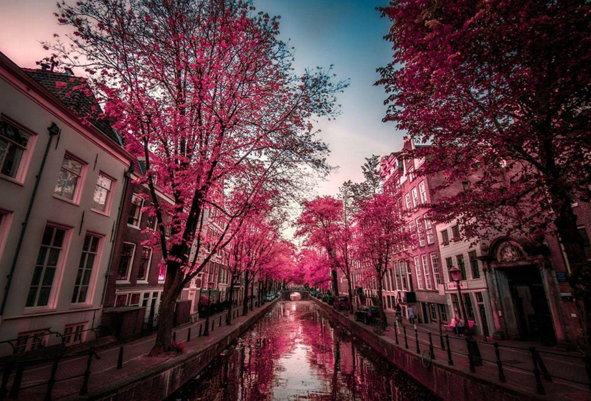 Belanda Wallpapers - Top Free Belanda Backgrounds - WallpaperAccess