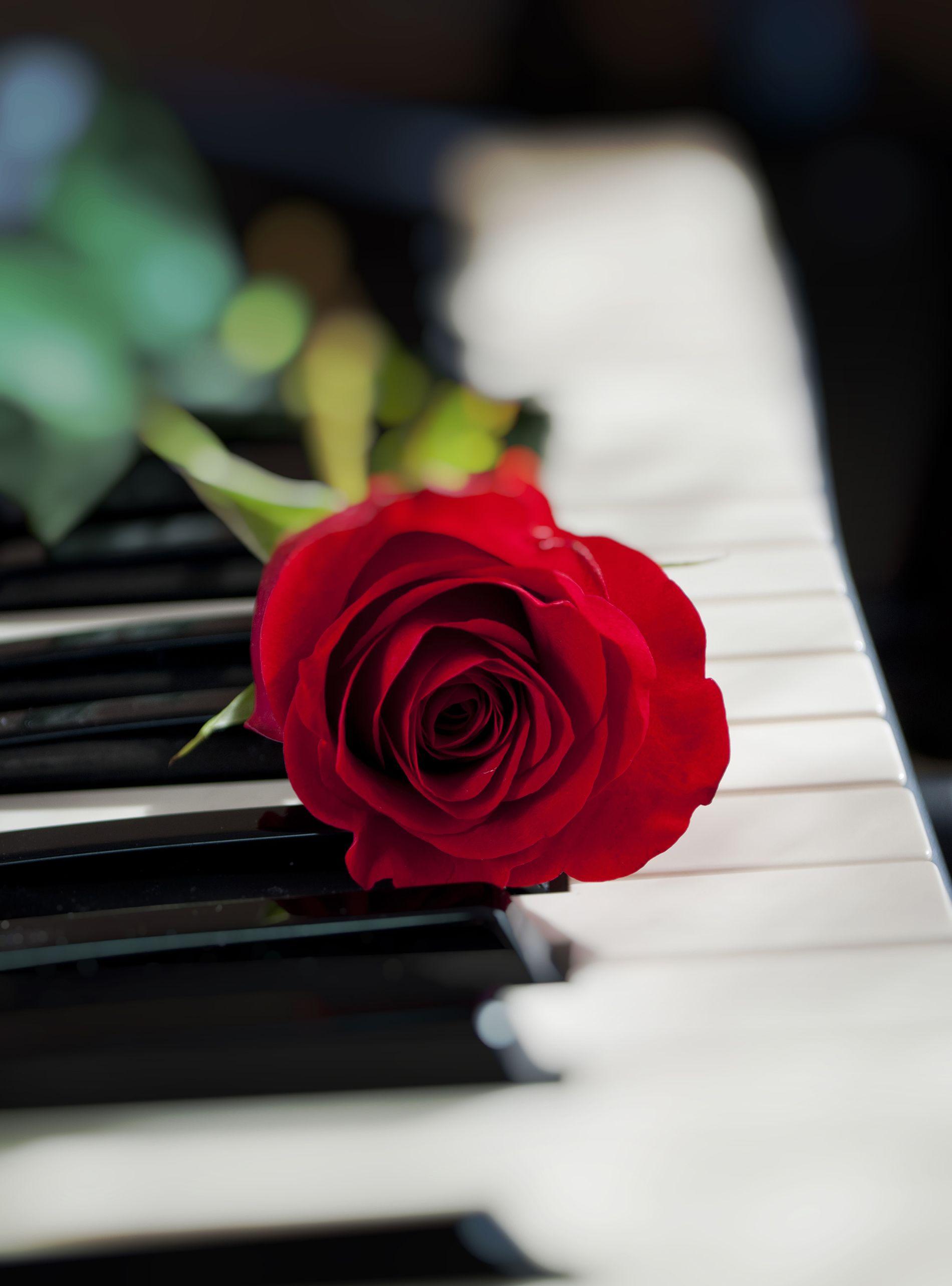 Red Flower Wallpapers - Top Free Red Flower Backgrounds - WallpaperAccess