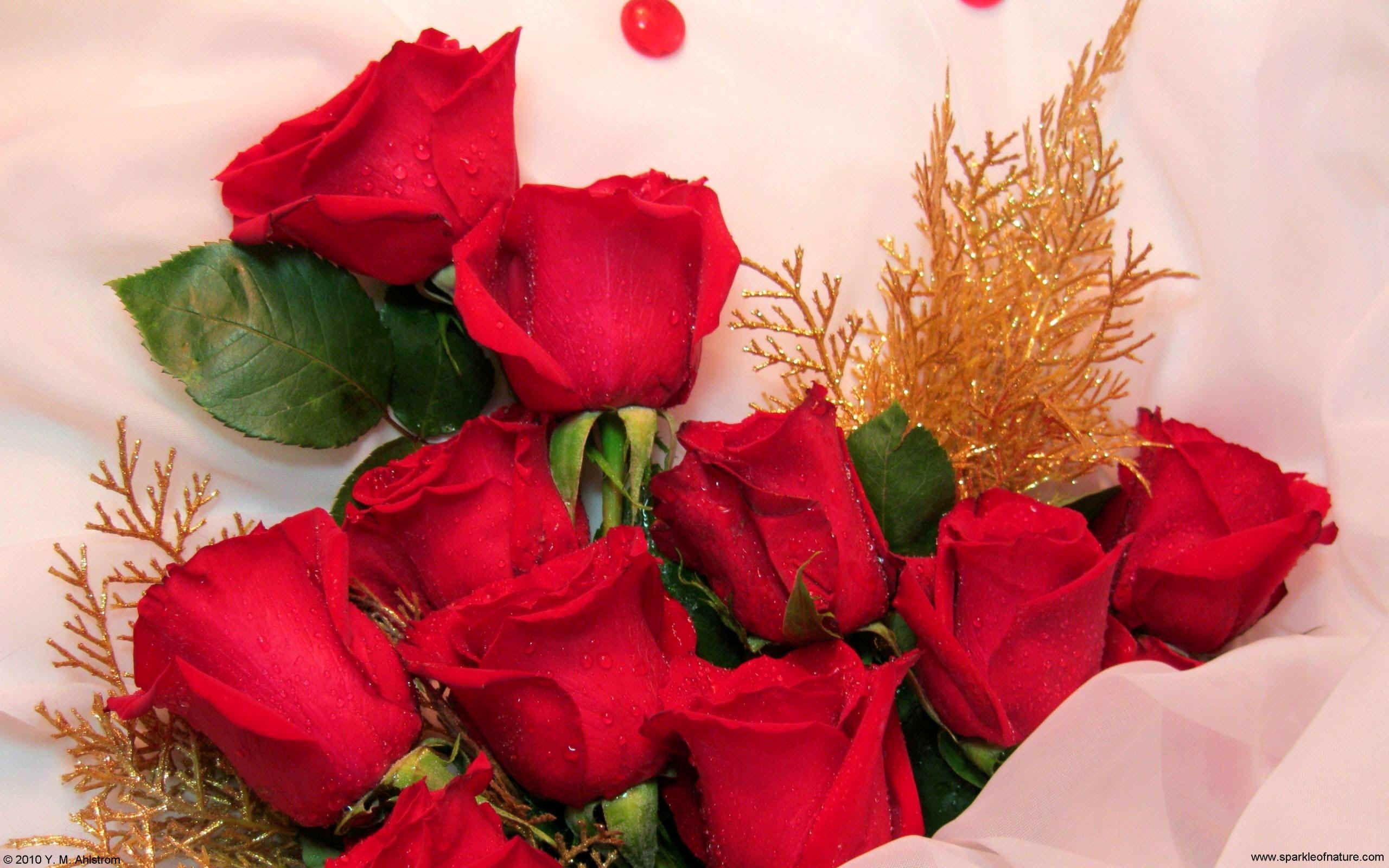 Red Flower Wallpapers - Top Free Red Flower Backgrounds - WallpaperAccess